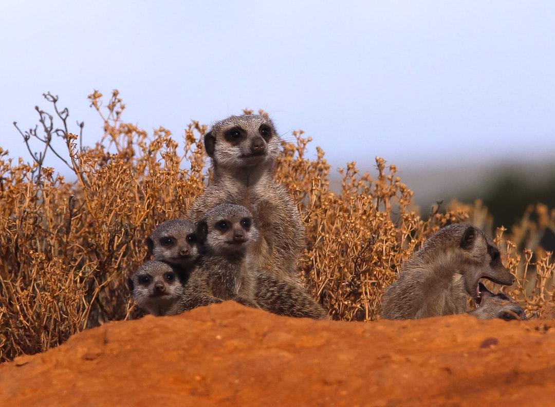 Meerkat Family Wallpapers - Top Free Meerkat Family Backgrounds ...