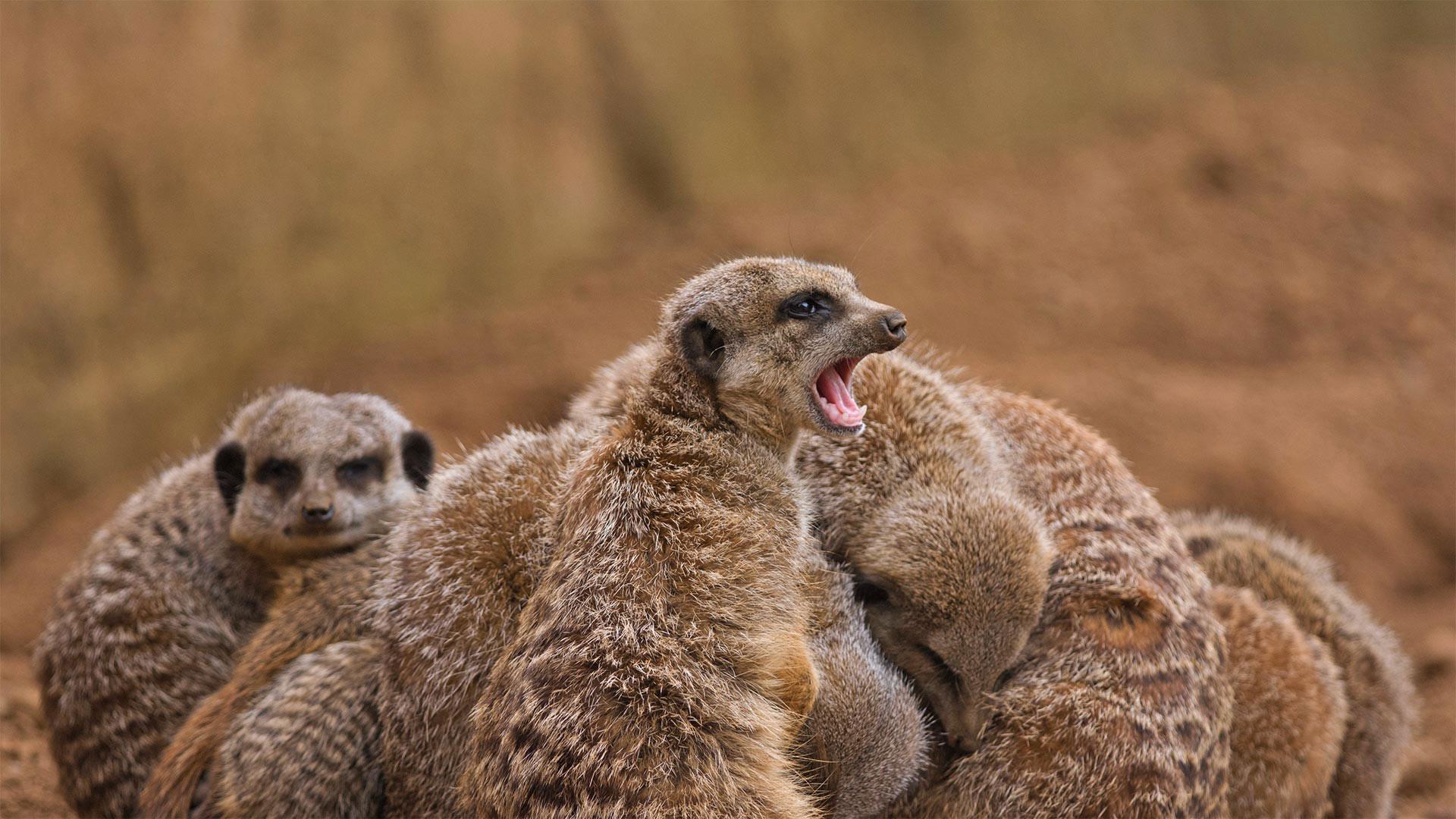 Meerkat Family Wallpapers - Top Free Meerkat Family Backgrounds ...