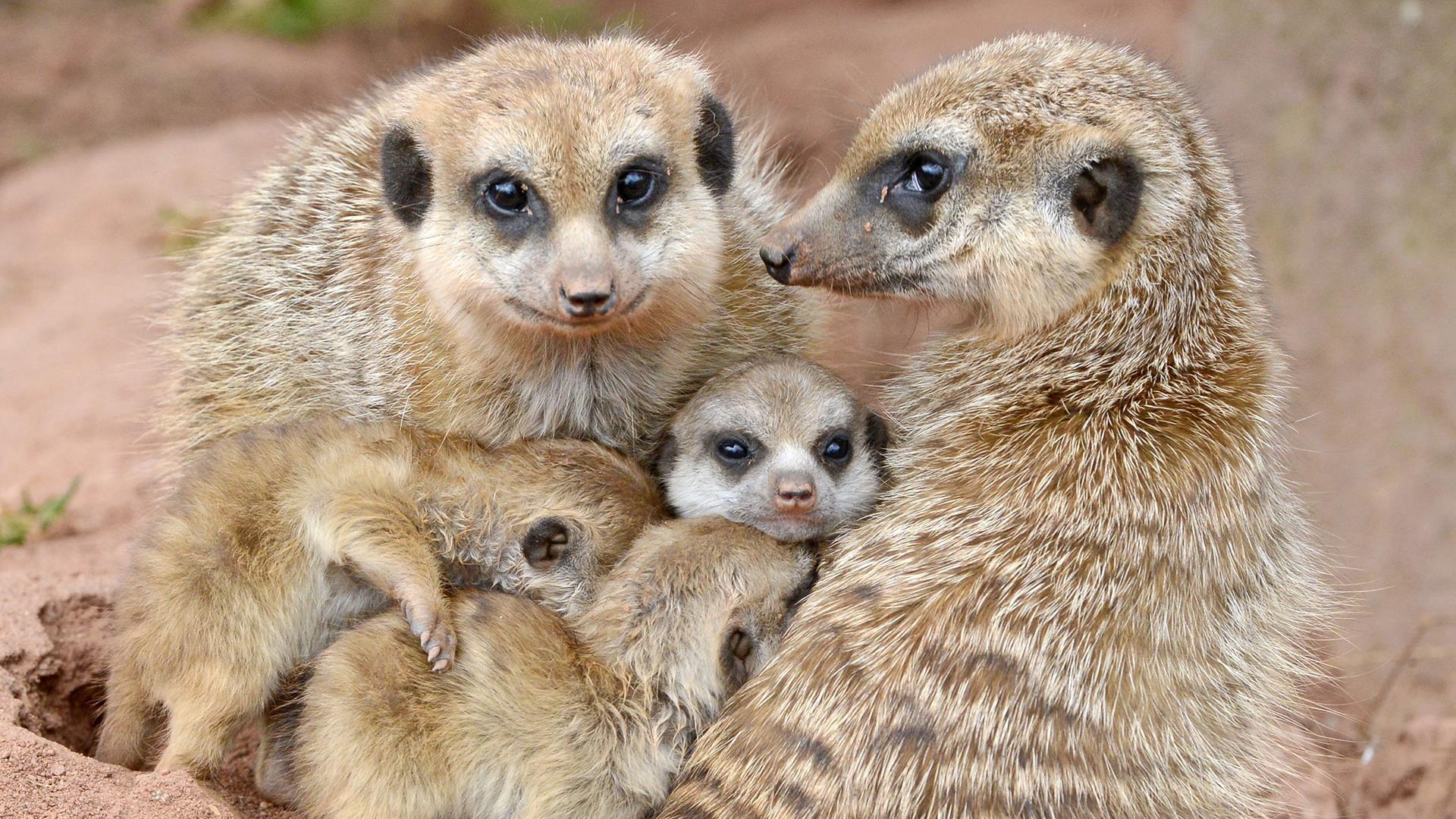 Meerkat Family Wallpapers - Top Free Meerkat Family Backgrounds ...