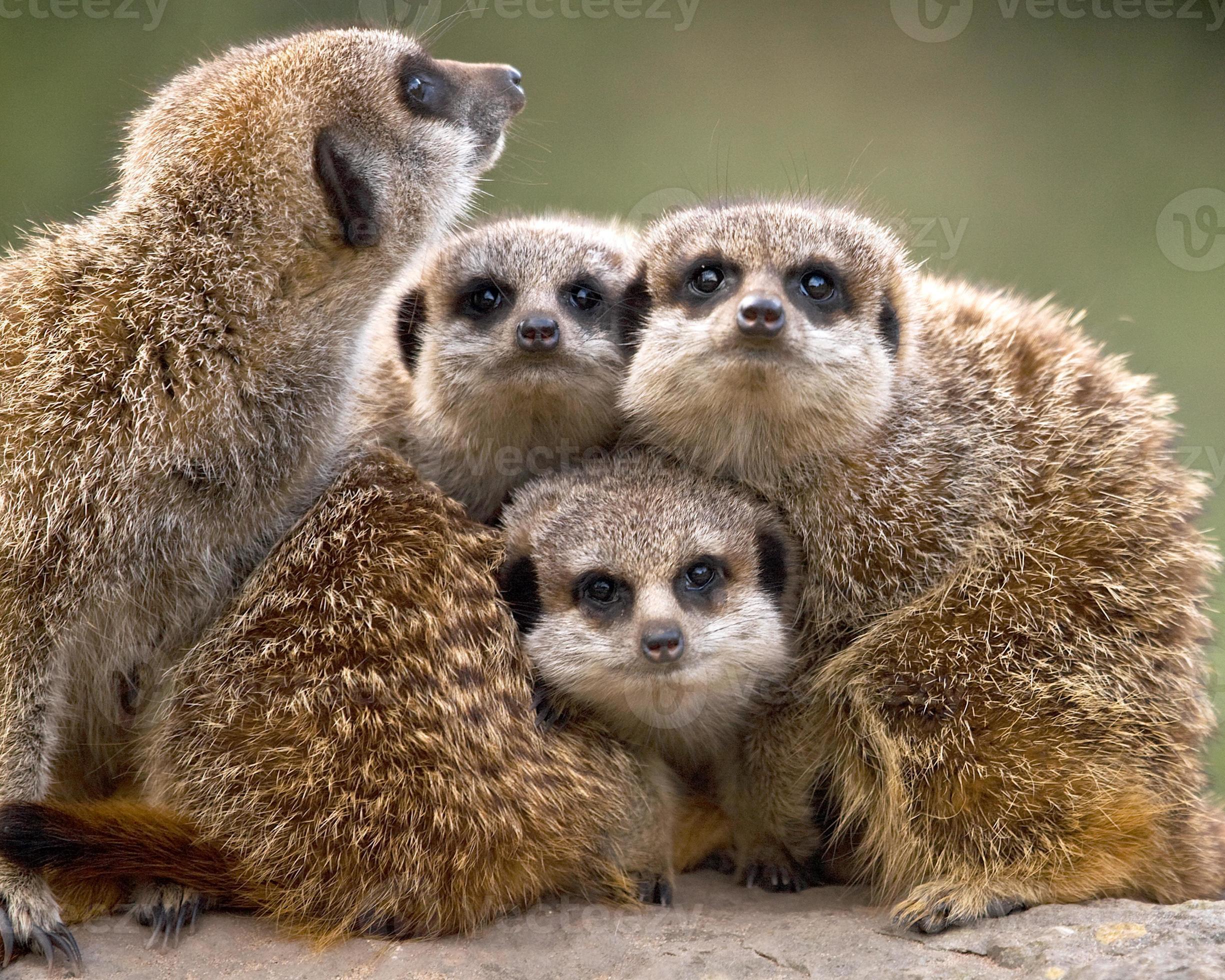 Meerkat Family Wallpapers - Top Free Meerkat Family Backgrounds ...