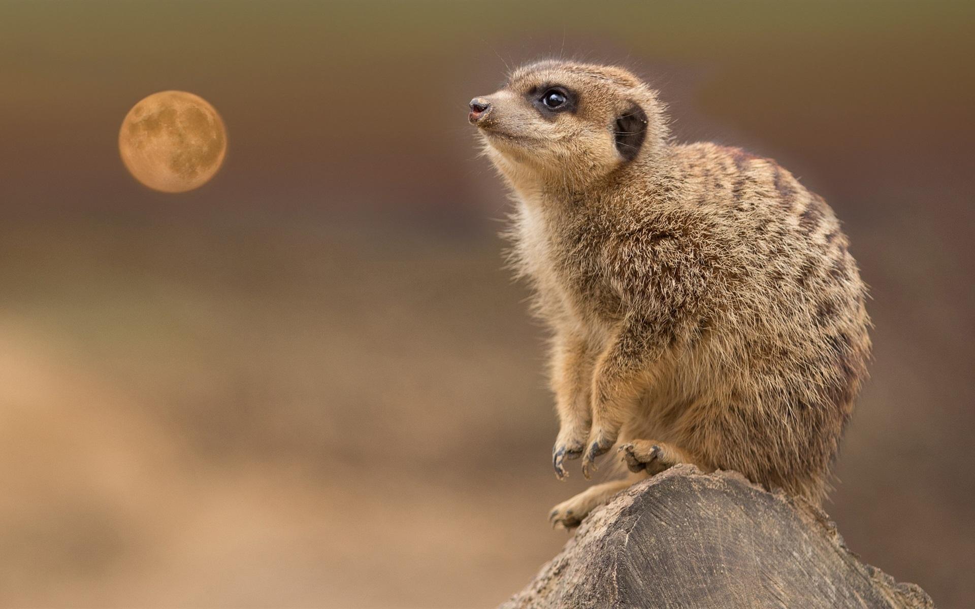 Meerkat Family Wallpapers - Top Free Meerkat Family Backgrounds ...
