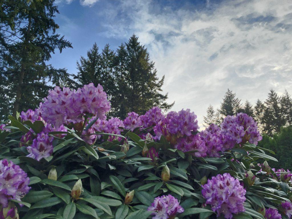 Pacific Northwest Spring Wallpapers - Top Free Pacific Northwest Spring ...