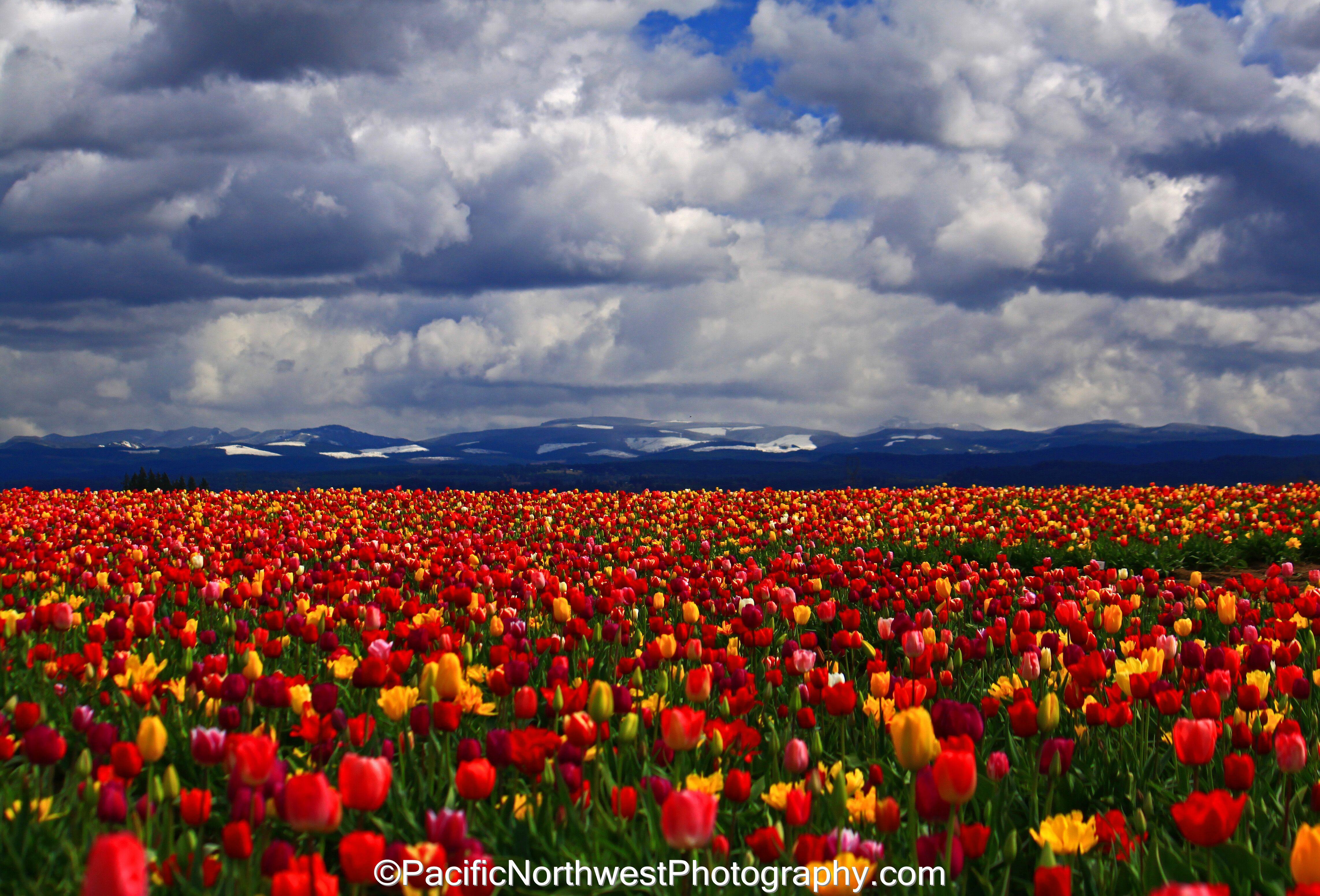Pacific Northwest Spring Wallpapers - Top Free Pacific Northwest Spring ...