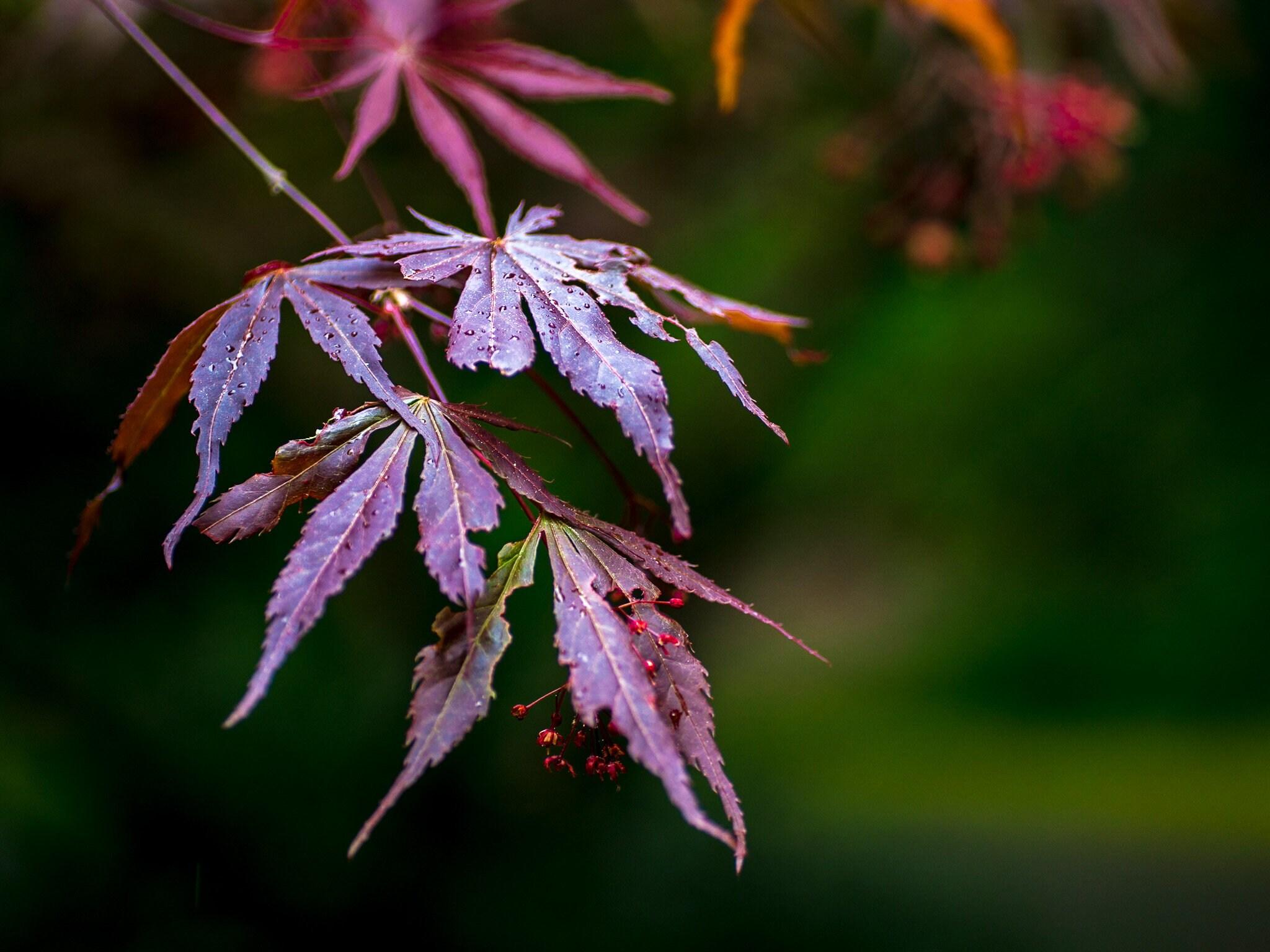 Pacific Northwest Spring Wallpapers - Top Free Pacific Northwest Spring ...