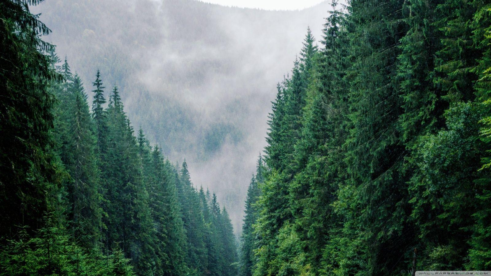 Spruce Forest Wallpapers - Top Free Spruce Forest Backgrounds ...