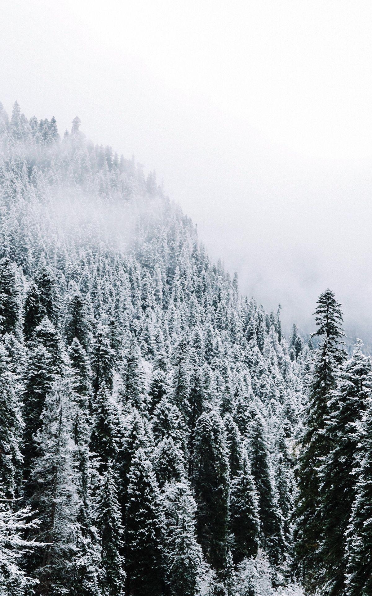 Spruce Forest Wallpapers - Top Free Spruce Forest Backgrounds ...