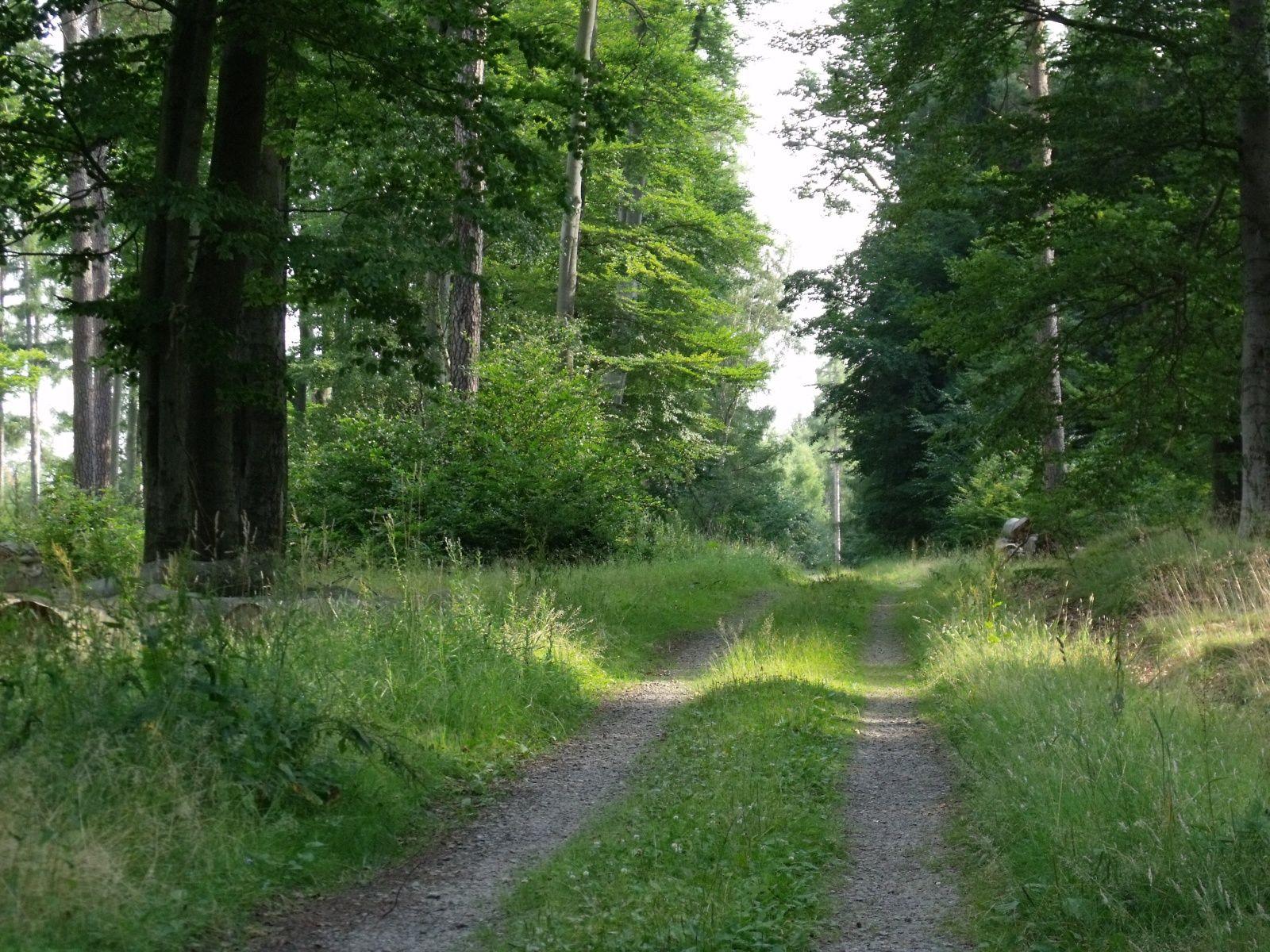 Spruce Forest Wallpapers - Top Free Spruce Forest Backgrounds ...