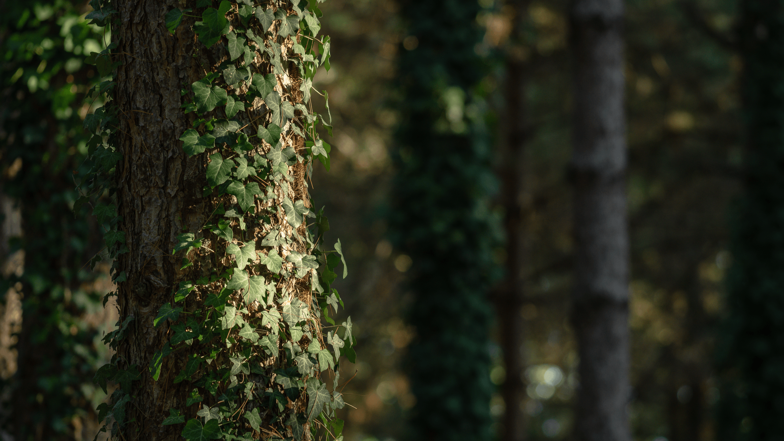 Spruce Forest Wallpapers - Top Free Spruce Forest Backgrounds ...