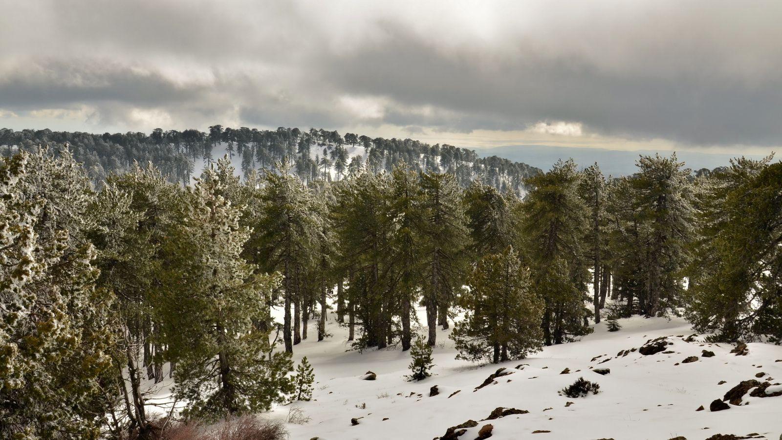 Spruce Forest Wallpapers - Top Free Spruce Forest Backgrounds ...
