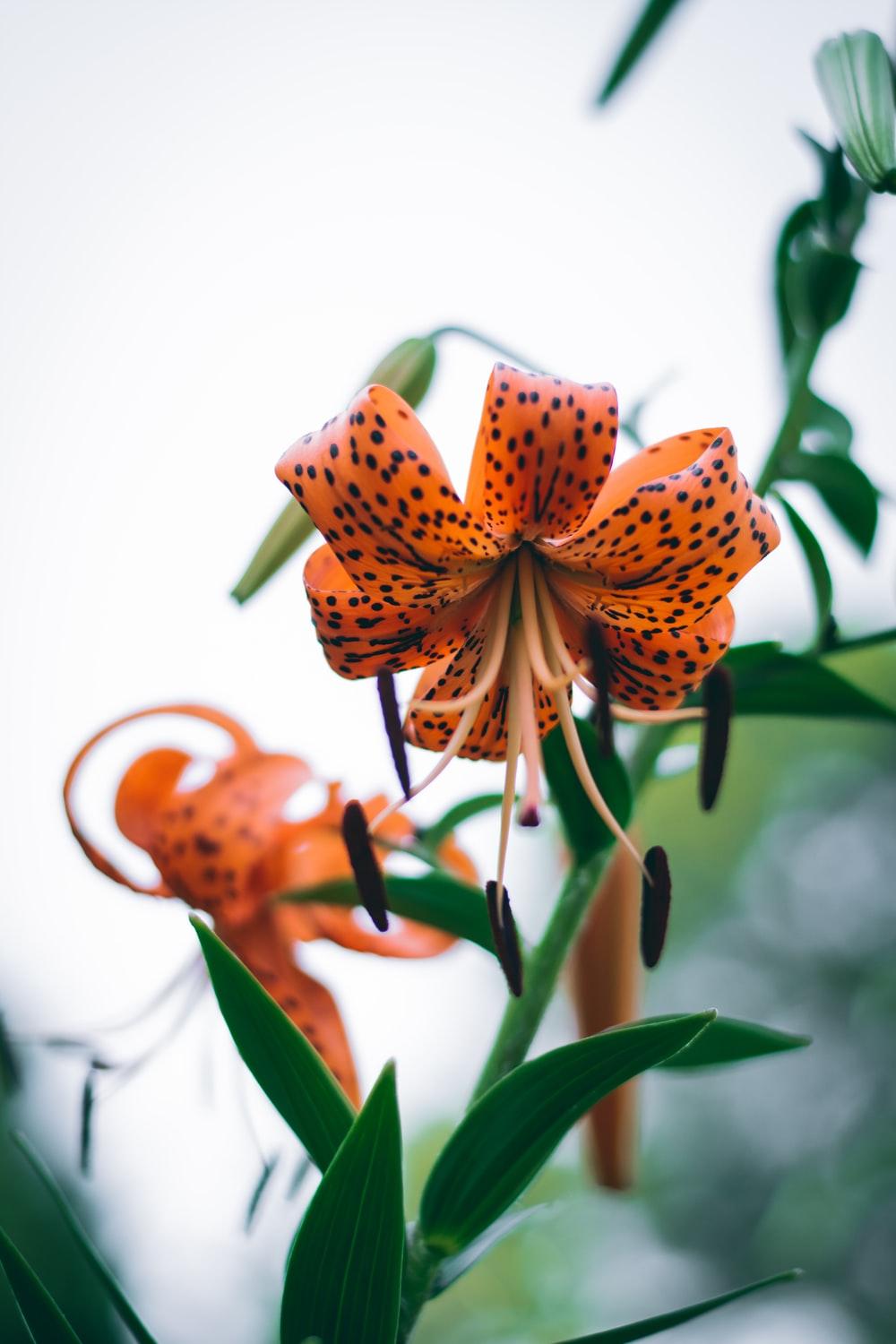 Tiger Lily Wallpapers - Top Free Tiger Lily Backgrounds - WallpaperAccess