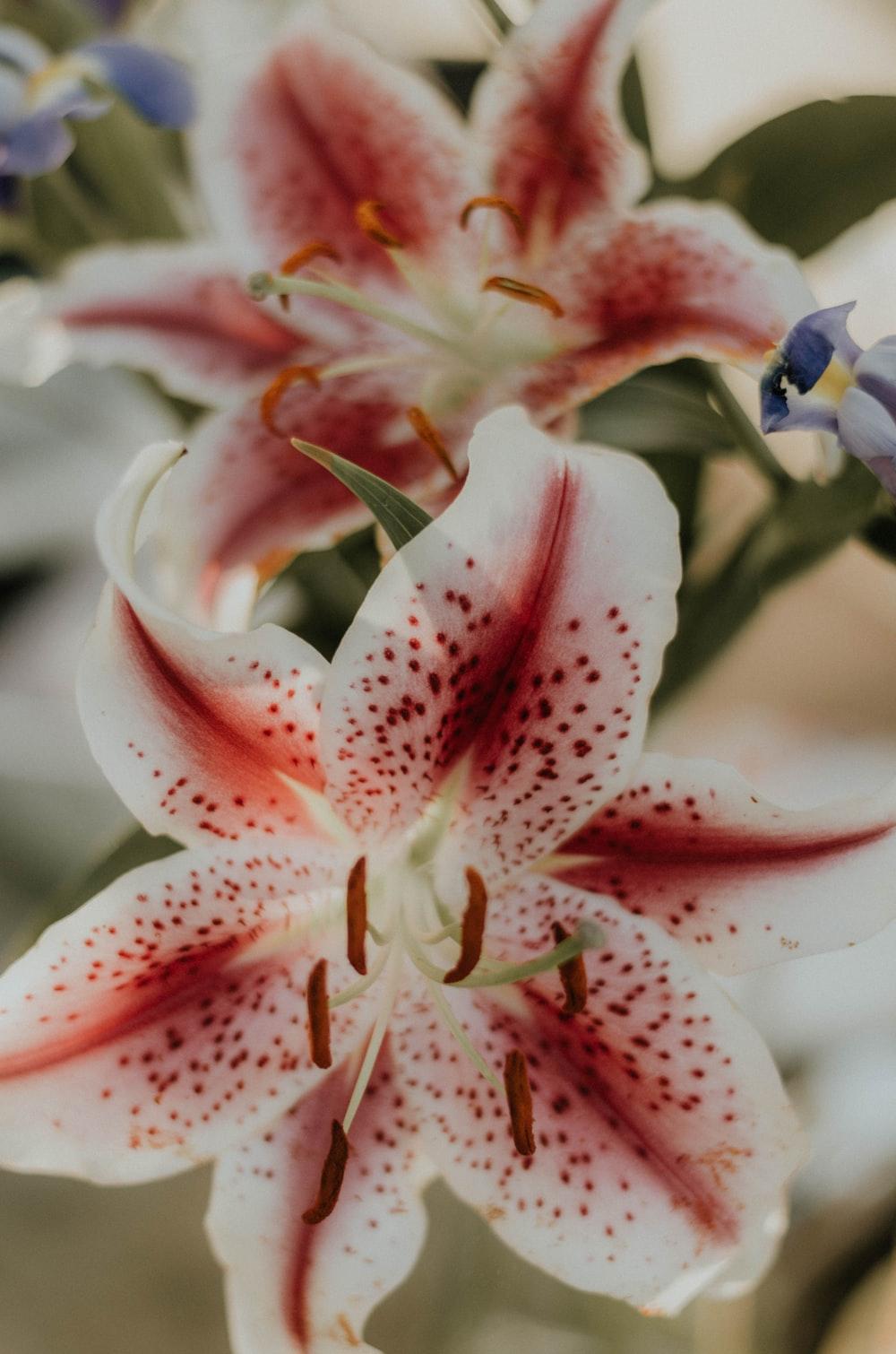 Tiger Lily Wallpapers - Top Free Tiger Lily Backgrounds - WallpaperAccess