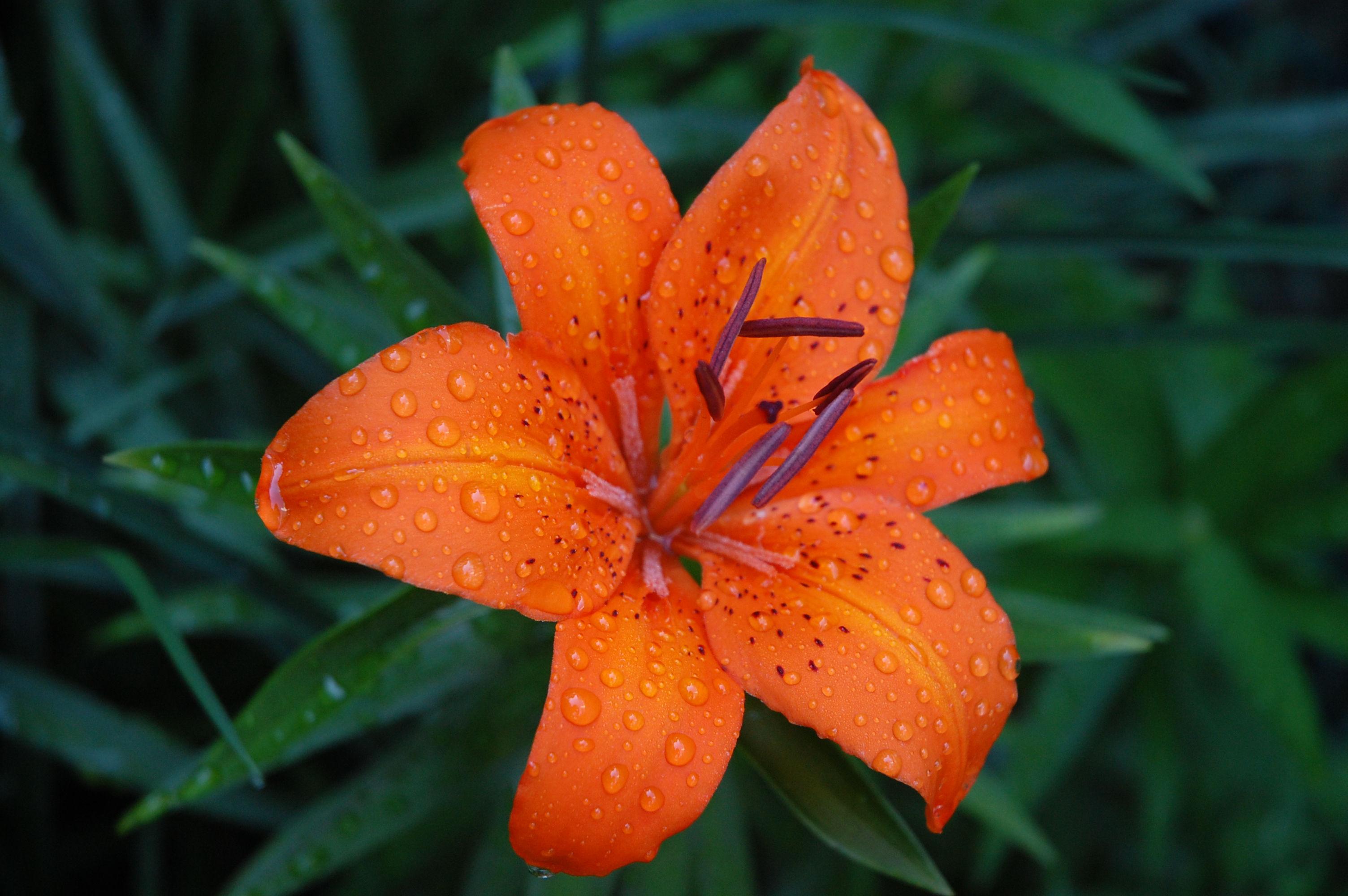 Tiger Lily Wallpapers - Top Free Tiger Lily Backgrounds - WallpaperAccess