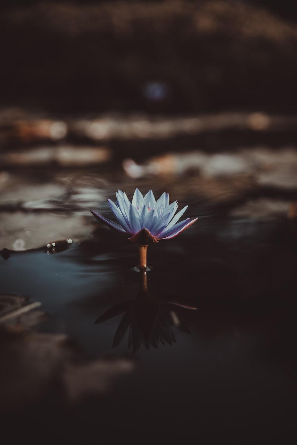 Black Lotus Flower Wallpapers - Top Free Black Lotus Flower Backgrounds ...