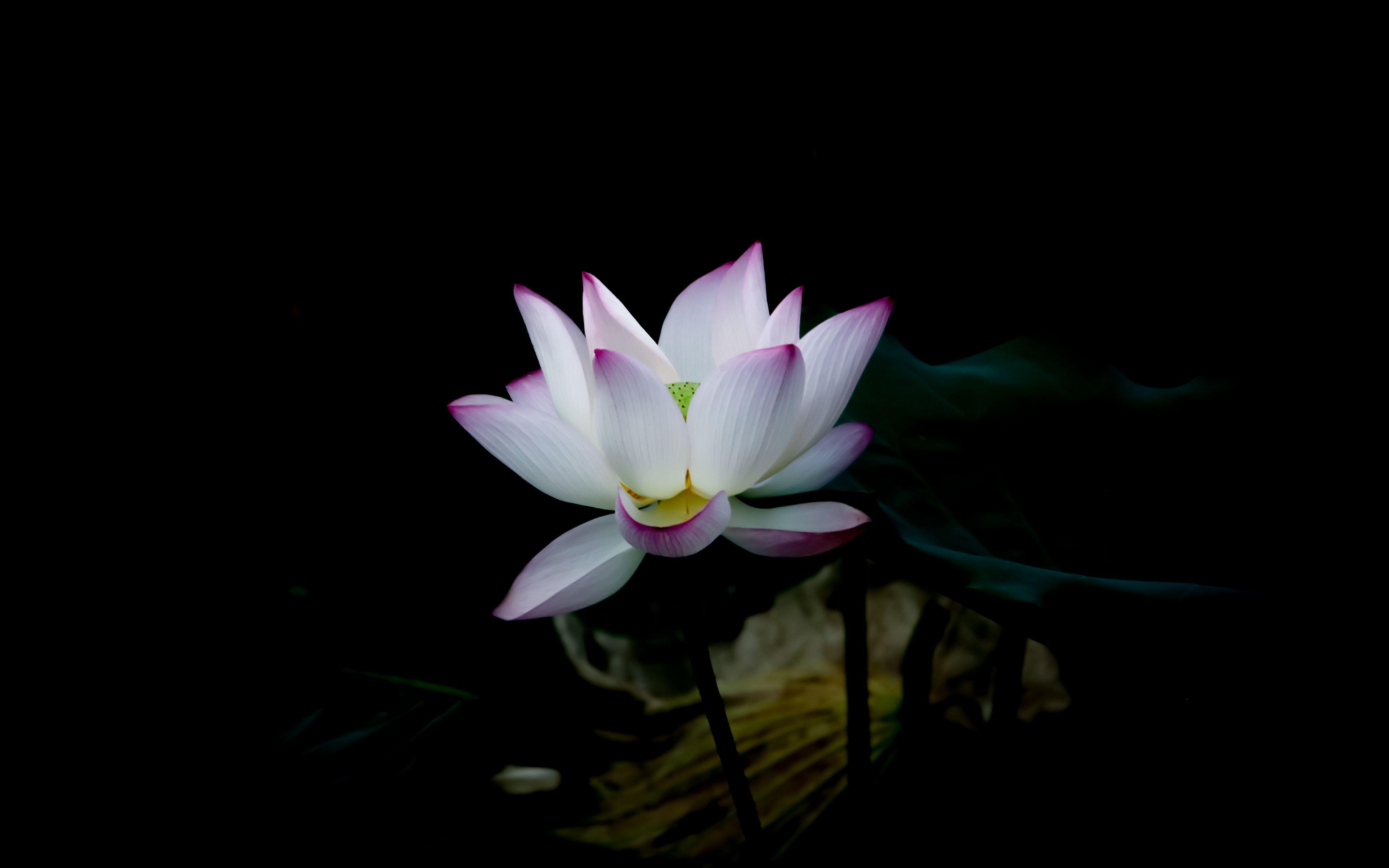 Black Lotus Flower Wallpapers - Top Free Black Lotus Flower Backgrounds ...