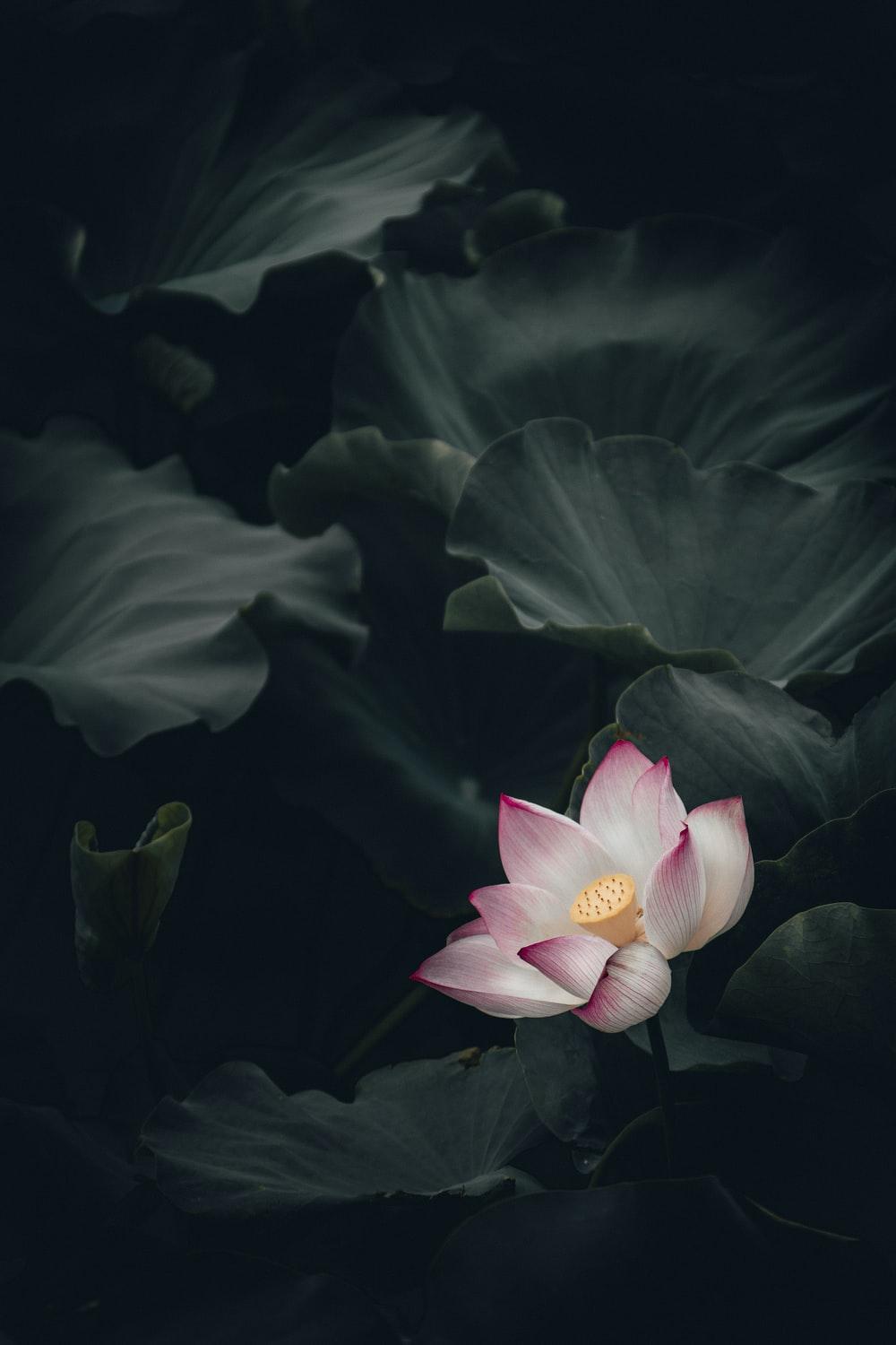 Black Lotus Flower Wallpapers - Top Free Black Lotus Flower Backgrounds ...