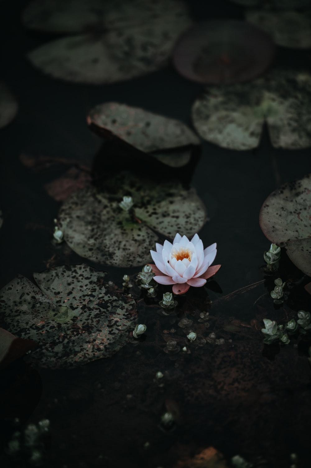 Black Lotus Flower Wallpapers - Top Free Black Lotus Flower Backgrounds ...