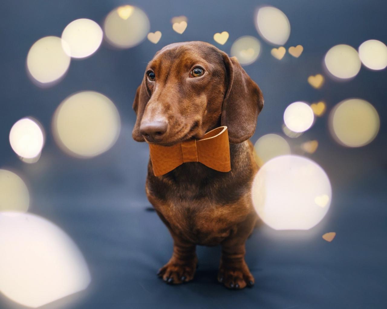 Cute Dachshund Wallpapers - Top Free Cute Dachshund Backgrounds ...