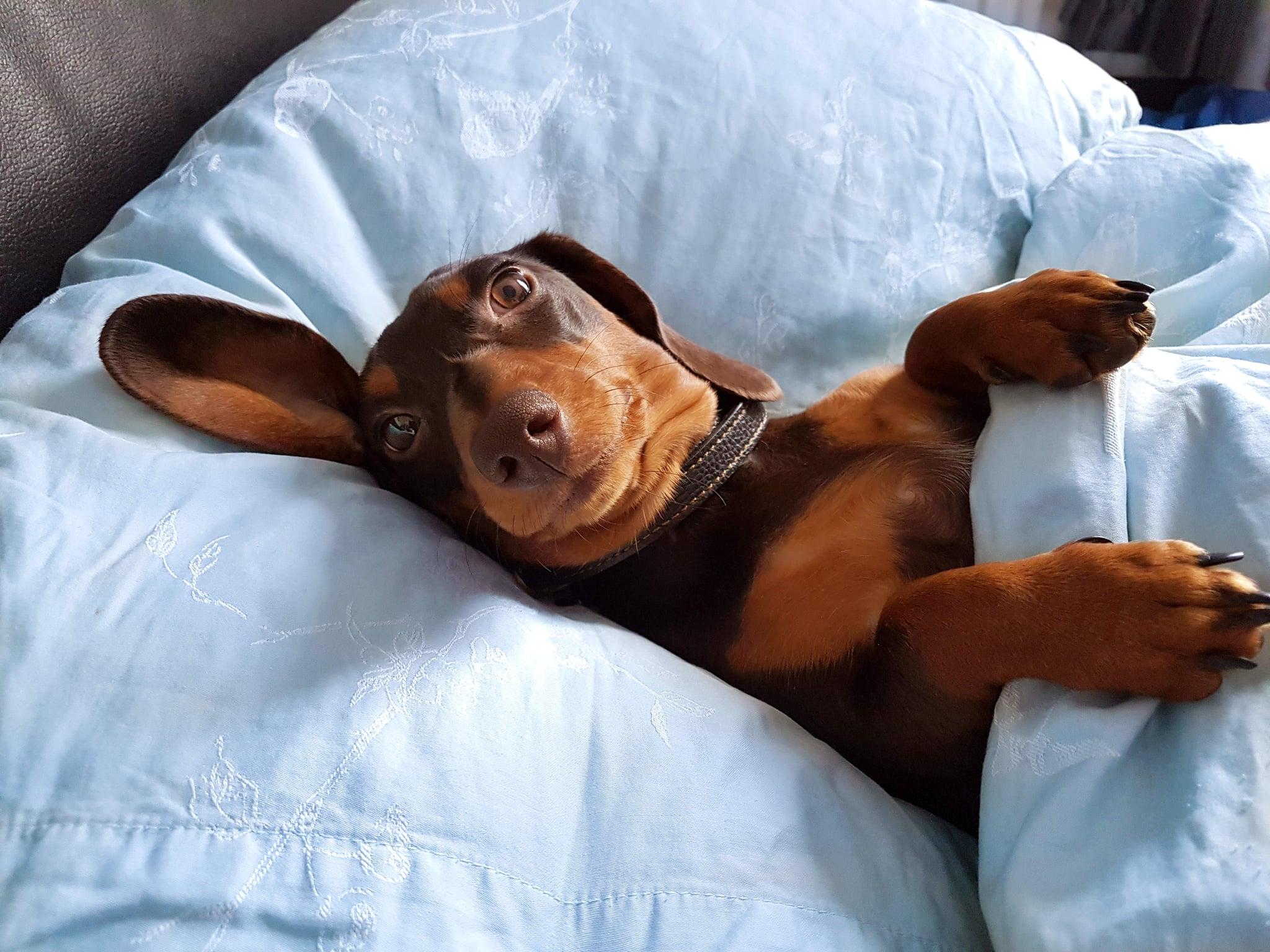 Cute Dachshund Wallpapers - Top Free Cute Dachshund Backgrounds ...