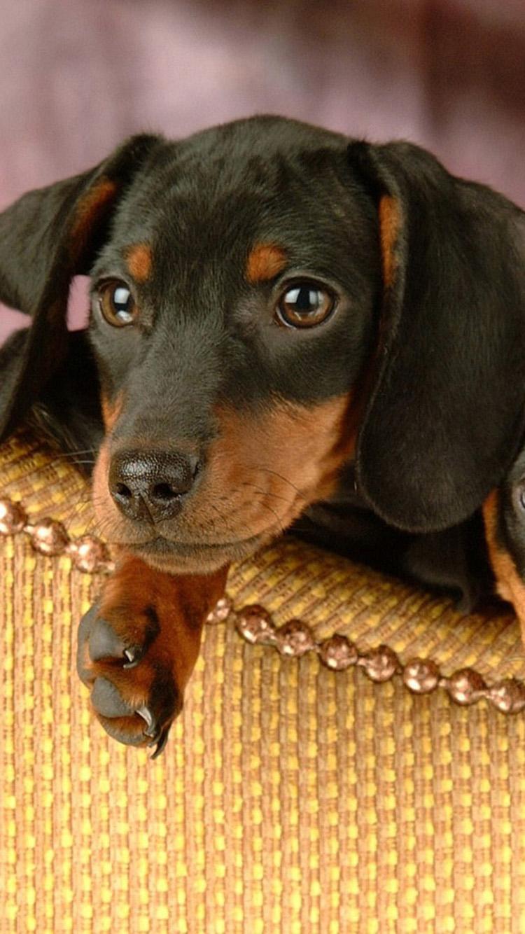 Cute Dachshund Wallpapers - Top Free Cute Dachshund Backgrounds ...