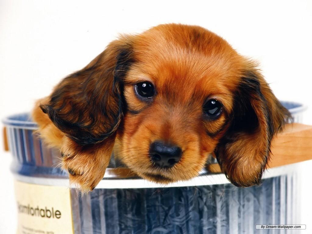 Cute Dachshund Wallpapers - Top Free Cute Dachshund Backgrounds ...