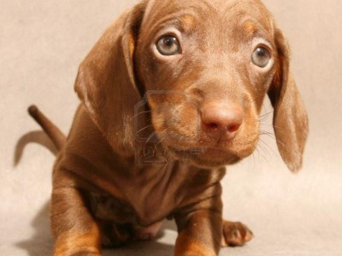 Cute Dachshund Wallpapers - Top Free Cute Dachshund Backgrounds ...