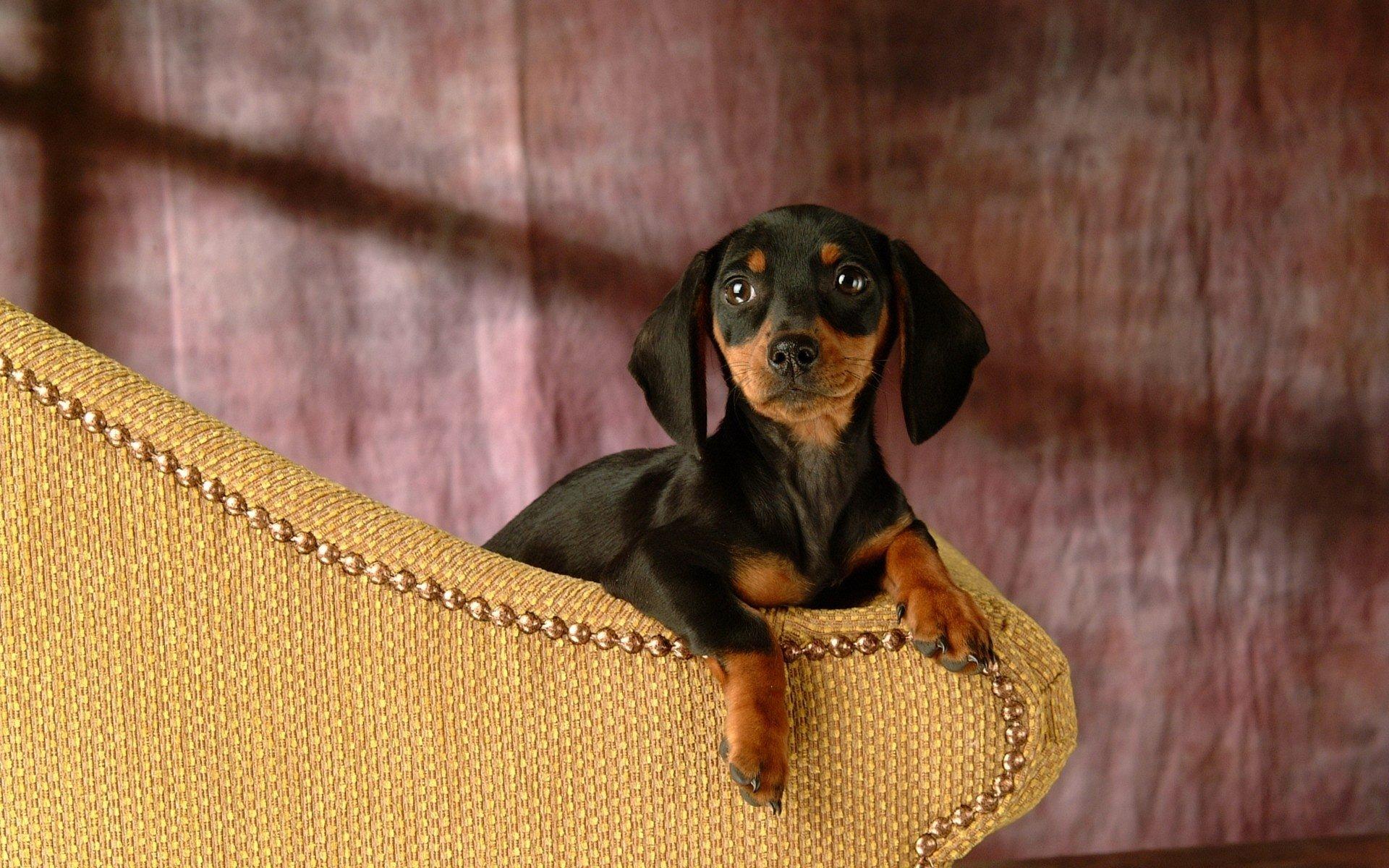 Cute Dachshund Wallpapers - Top Free Cute Dachshund Backgrounds ...
