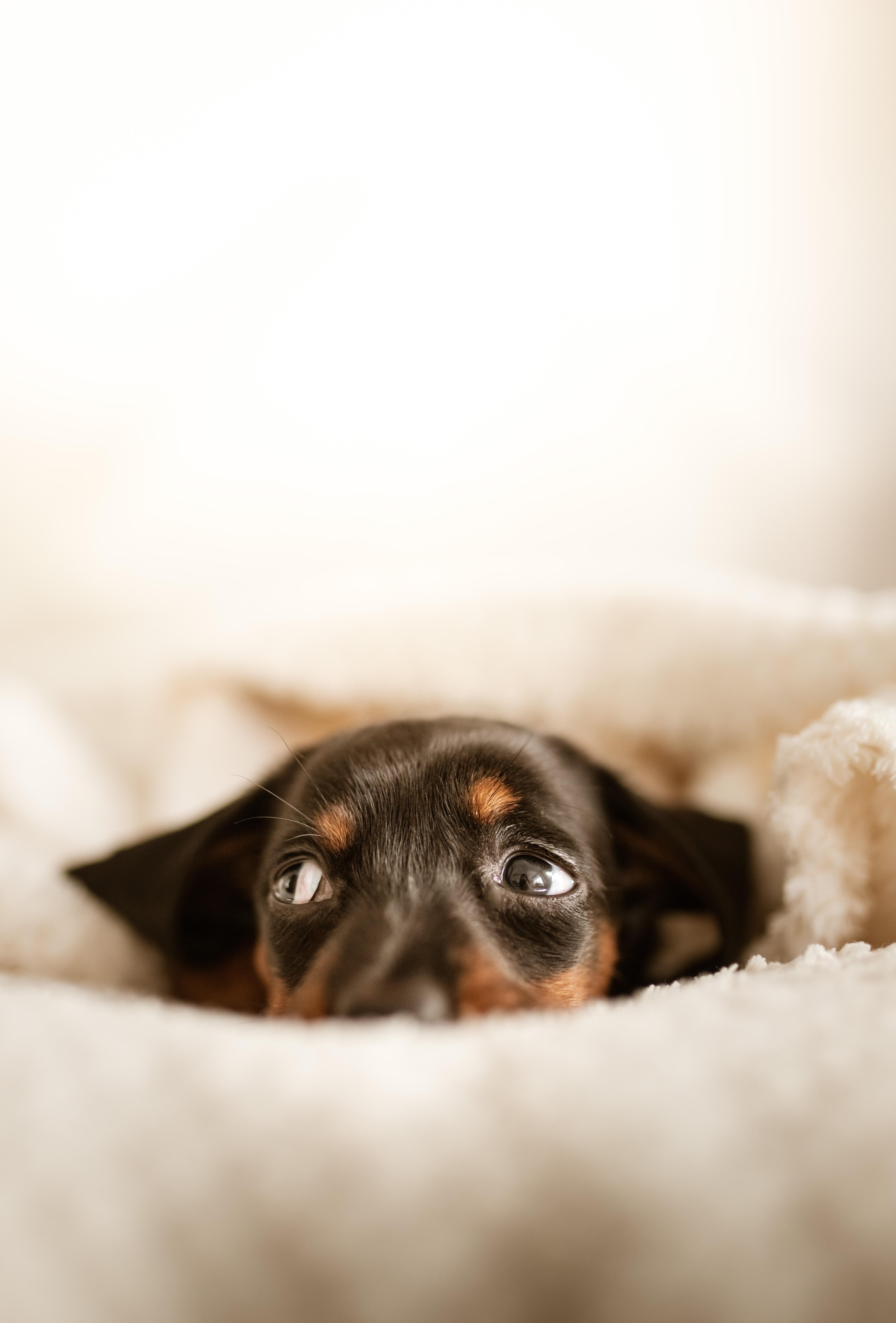 Cute Dachshund Wallpapers - Top Free Cute Dachshund Backgrounds ...