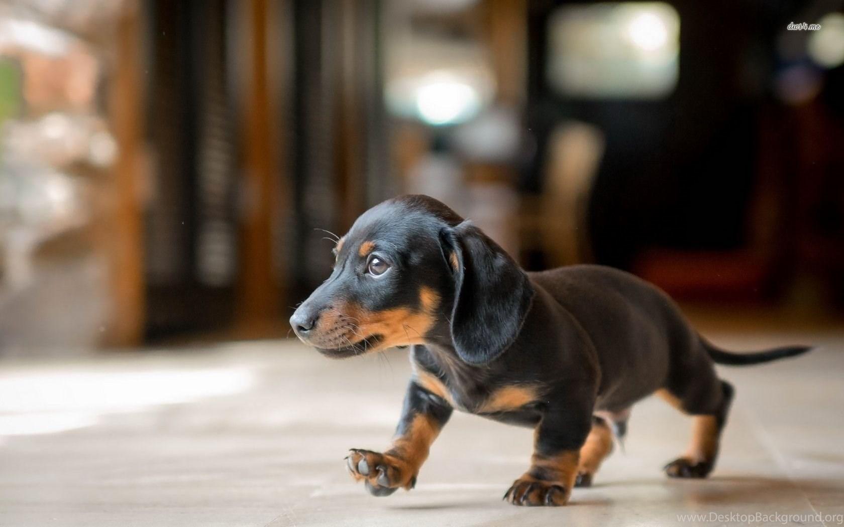 Cute Dachshund Wallpapers - Top Free Cute Dachshund Backgrounds ...