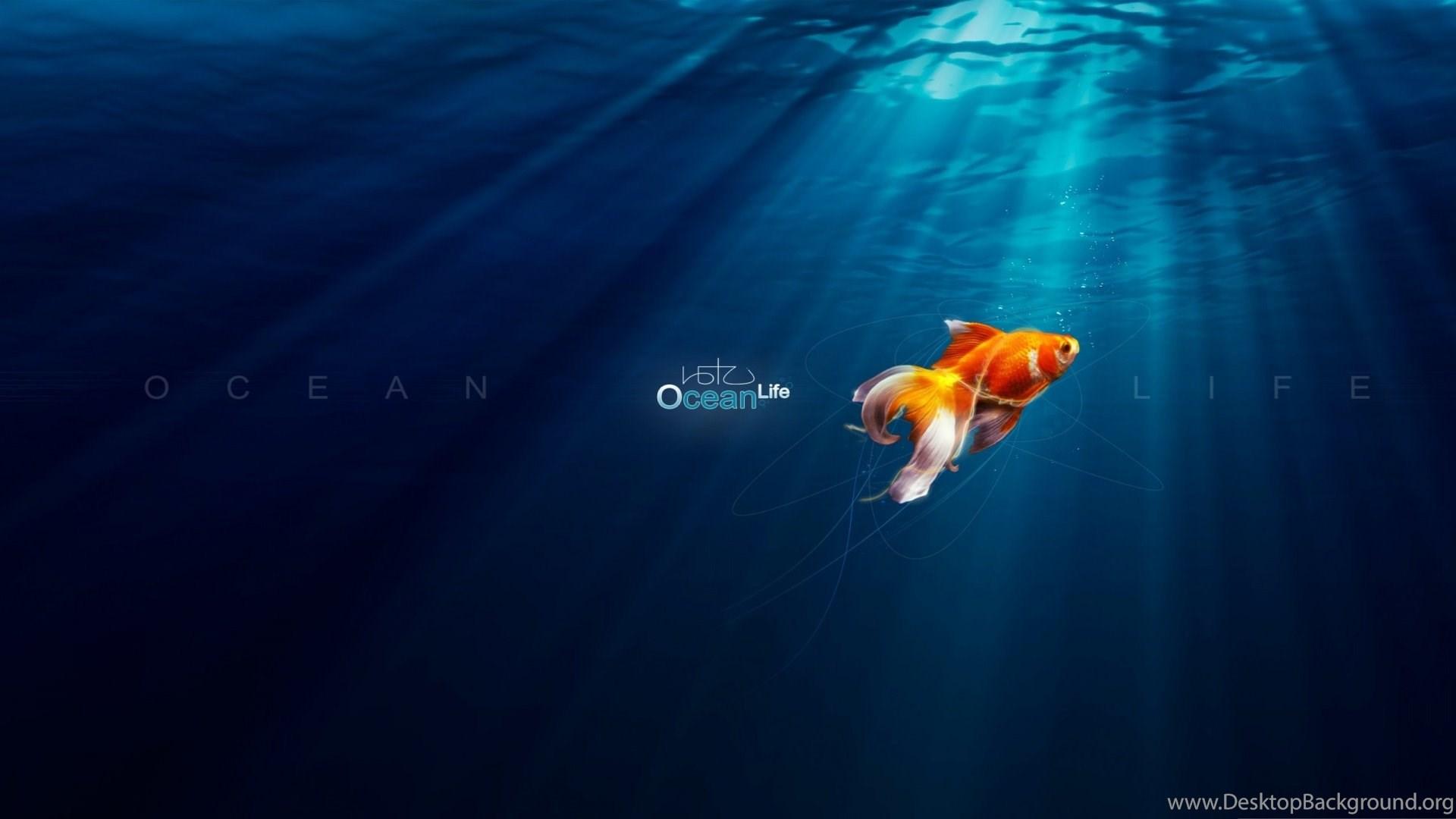 Under Sea HD Wallpapers - Top Free Under Sea HD Backgrounds ...