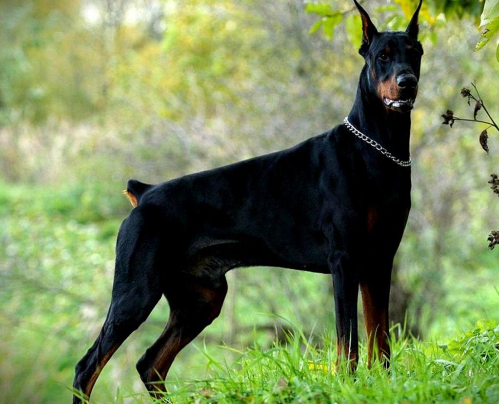 HD Doberman Wallpapers - Top Free HD Doberman Backgrounds - WallpaperAccess