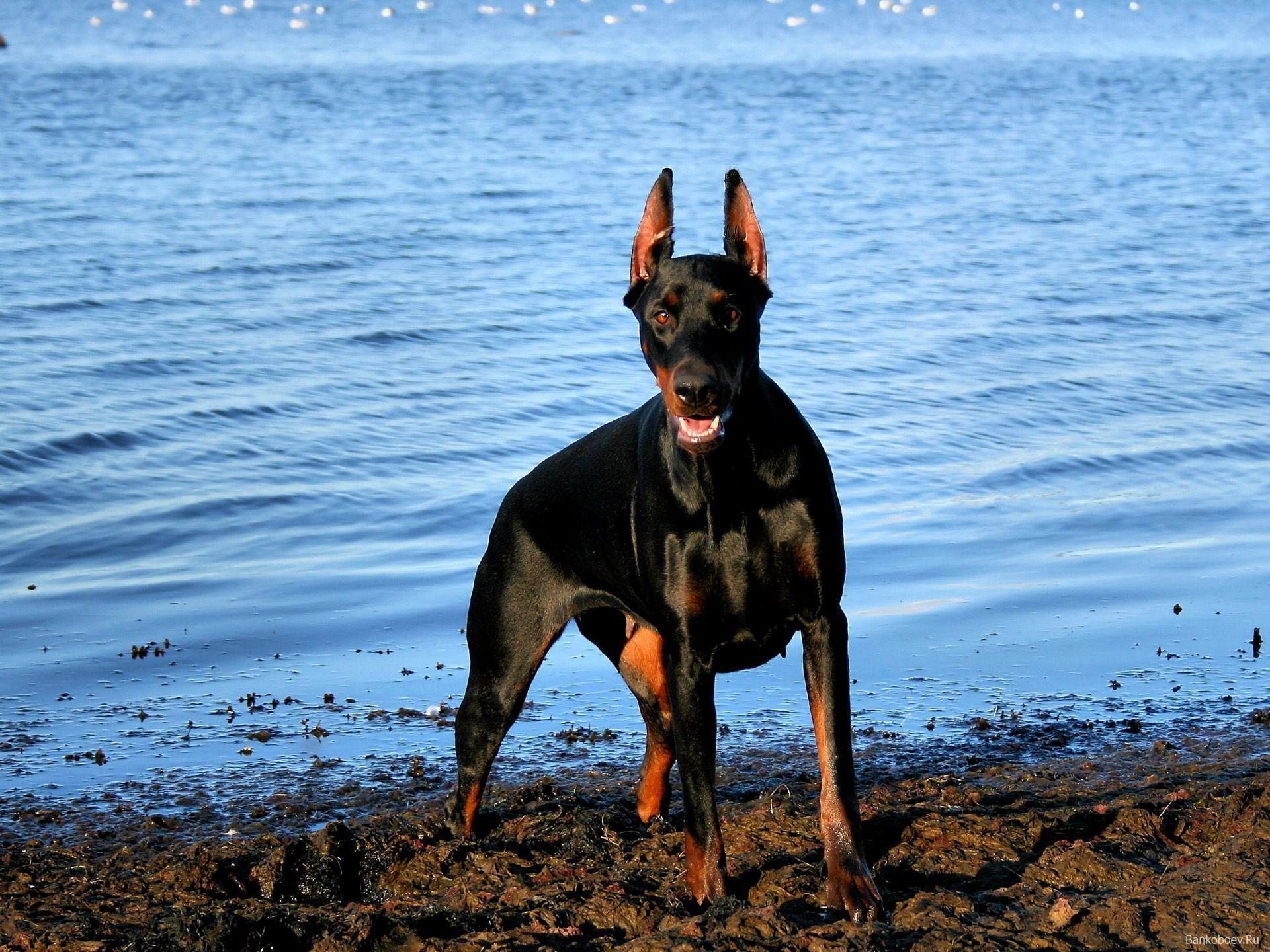 HD Doberman Wallpapers - Top Free HD Doberman Backgrounds - WallpaperAccess