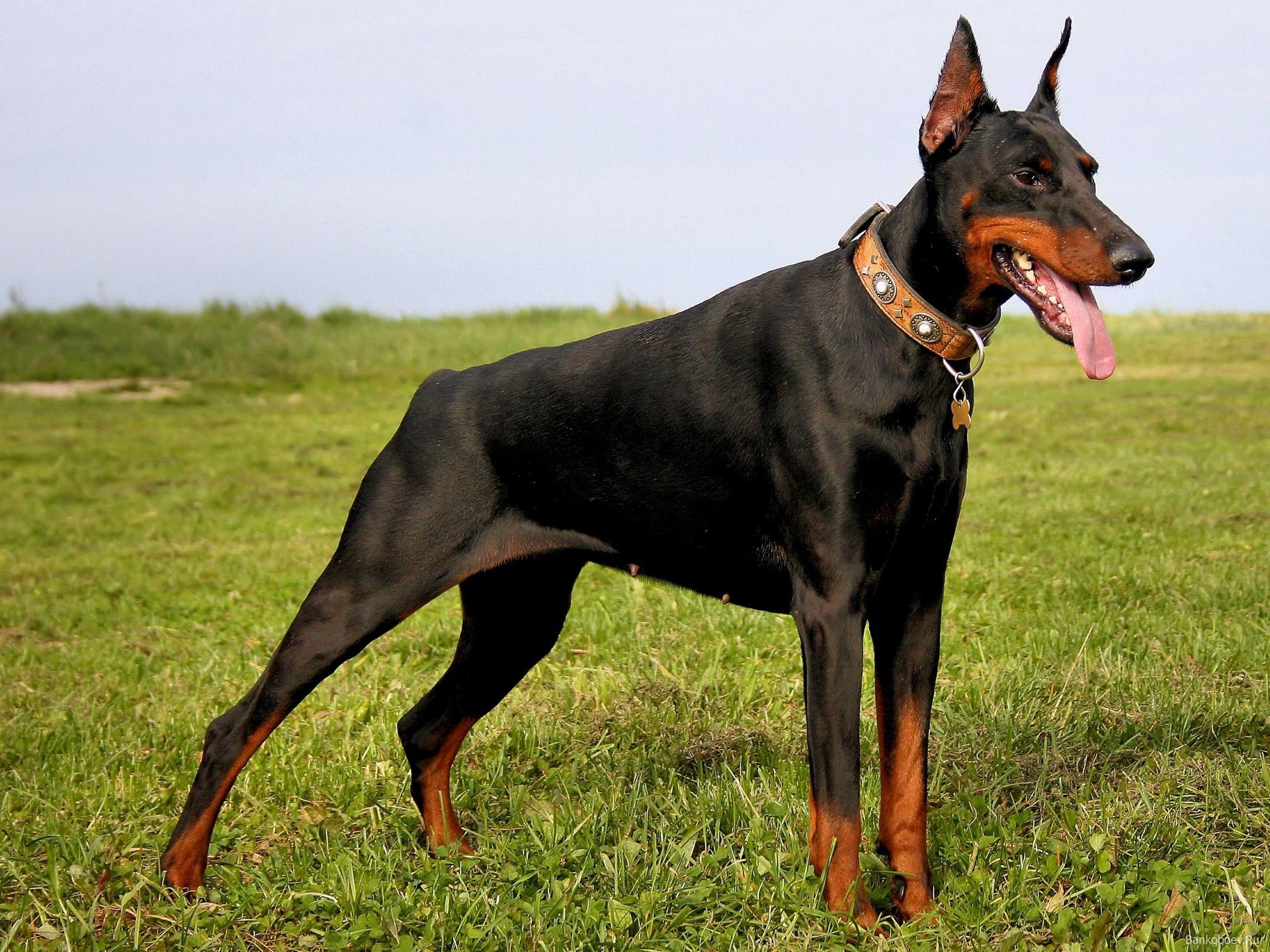 HD Doberman Wallpapers - Top Free HD Doberman Backgrounds - WallpaperAccess