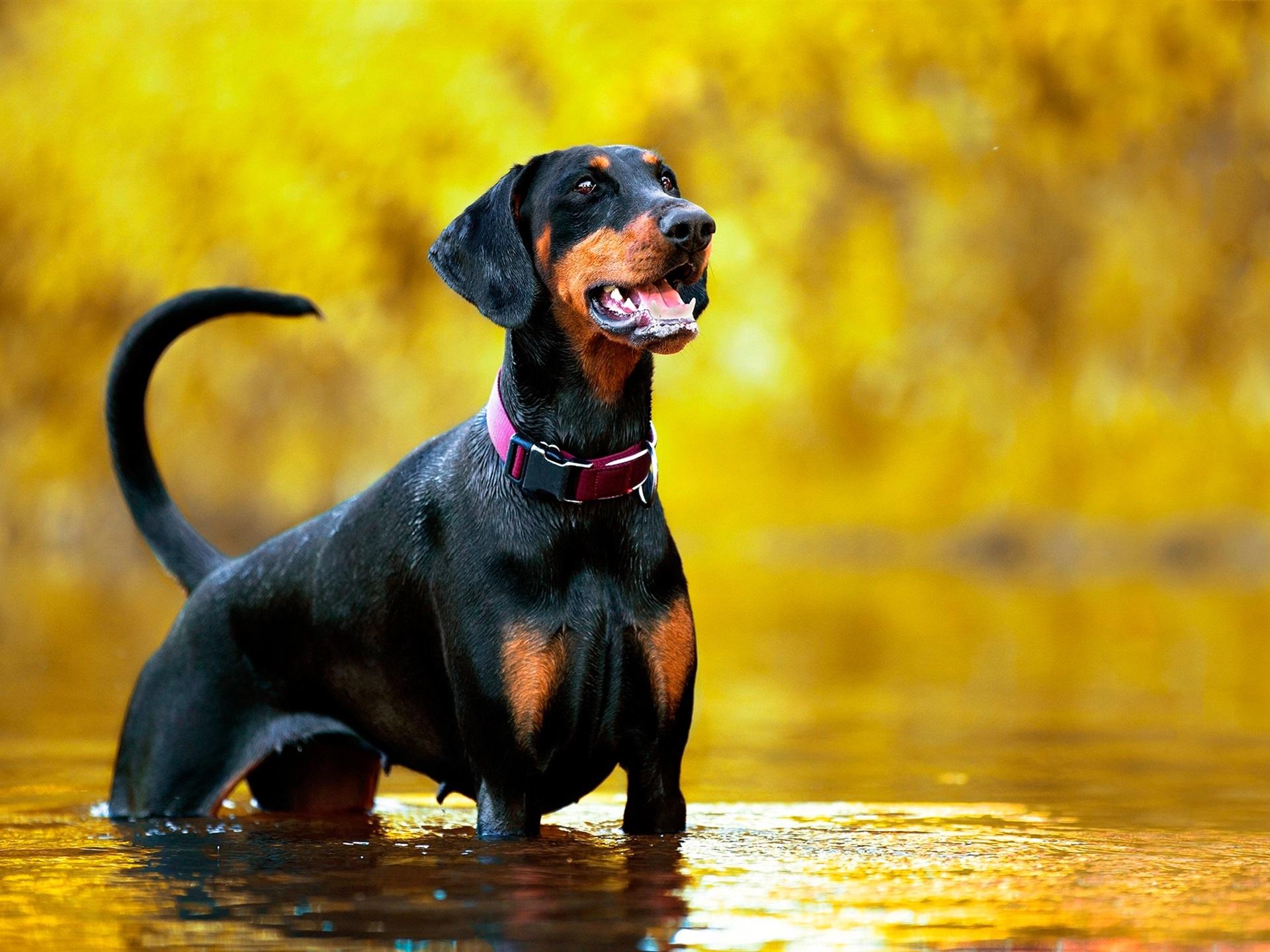 HD Doberman Wallpapers - Top Free HD Doberman Backgrounds - WallpaperAccess