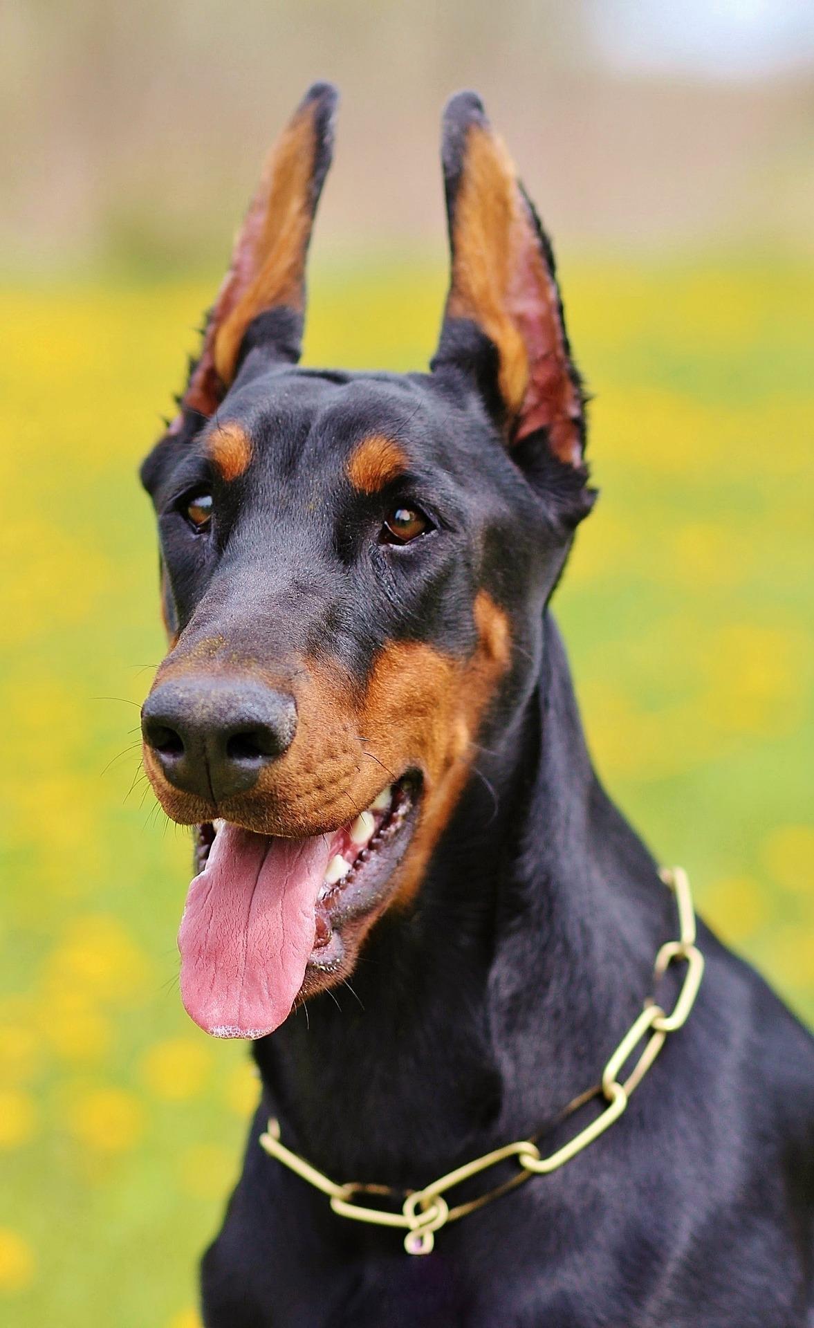 HD Doberman Wallpapers - Top Free HD Doberman Backgrounds - WallpaperAccess