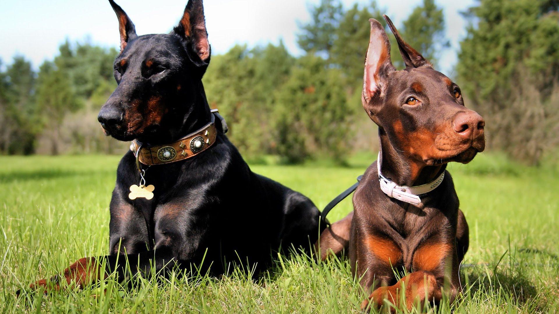 HD Doberman Wallpapers - Top Free HD Doberman Backgrounds - WallpaperAccess