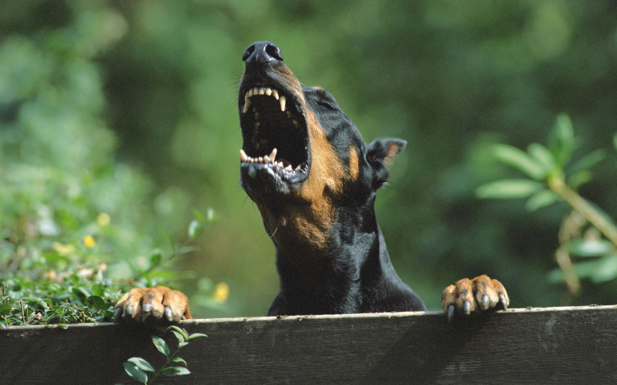 HD Doberman Wallpapers - Top Free HD Doberman Backgrounds - WallpaperAccess