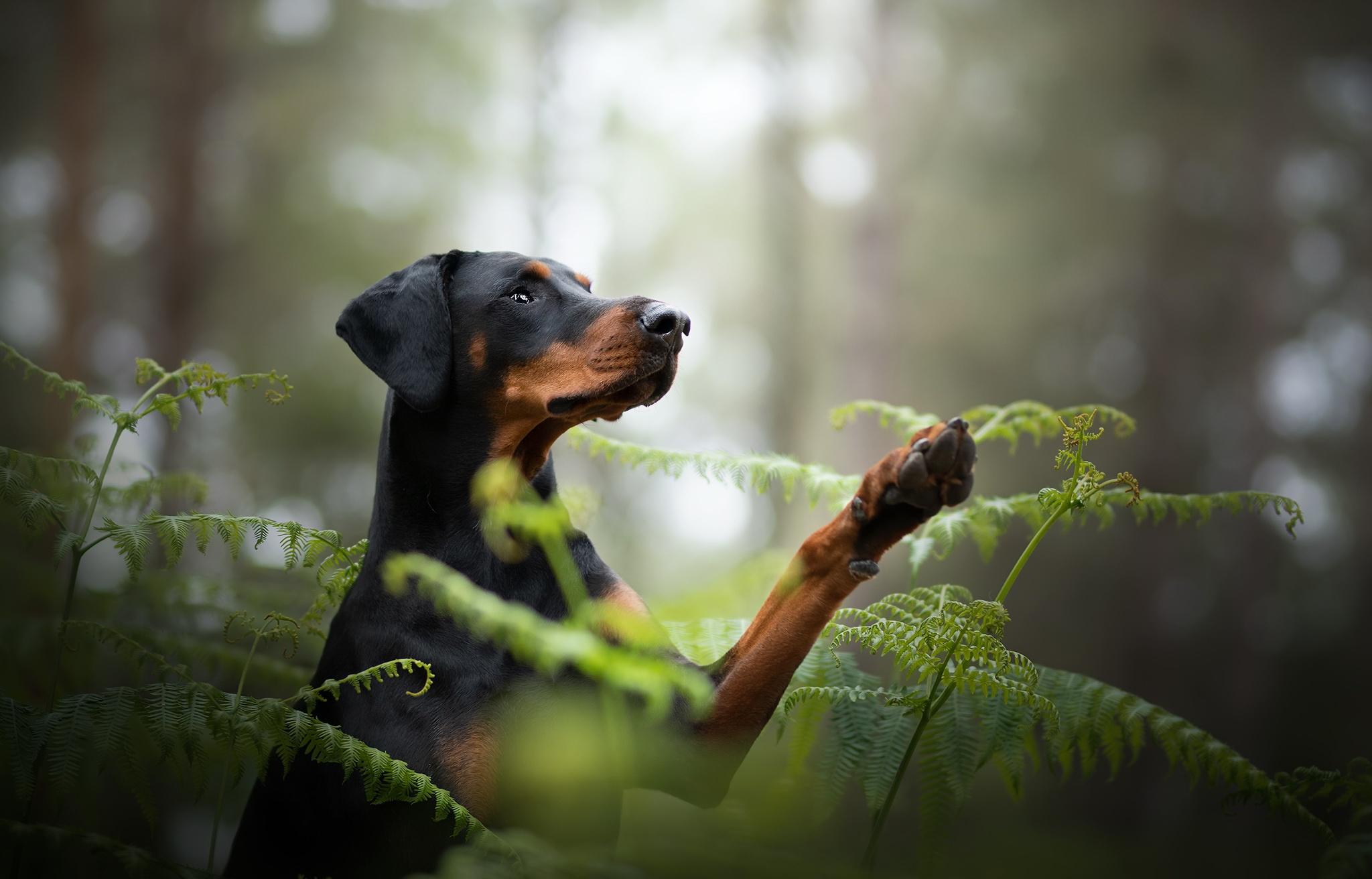 HD Doberman Wallpapers - Top Free HD Doberman Backgrounds - WallpaperAccess