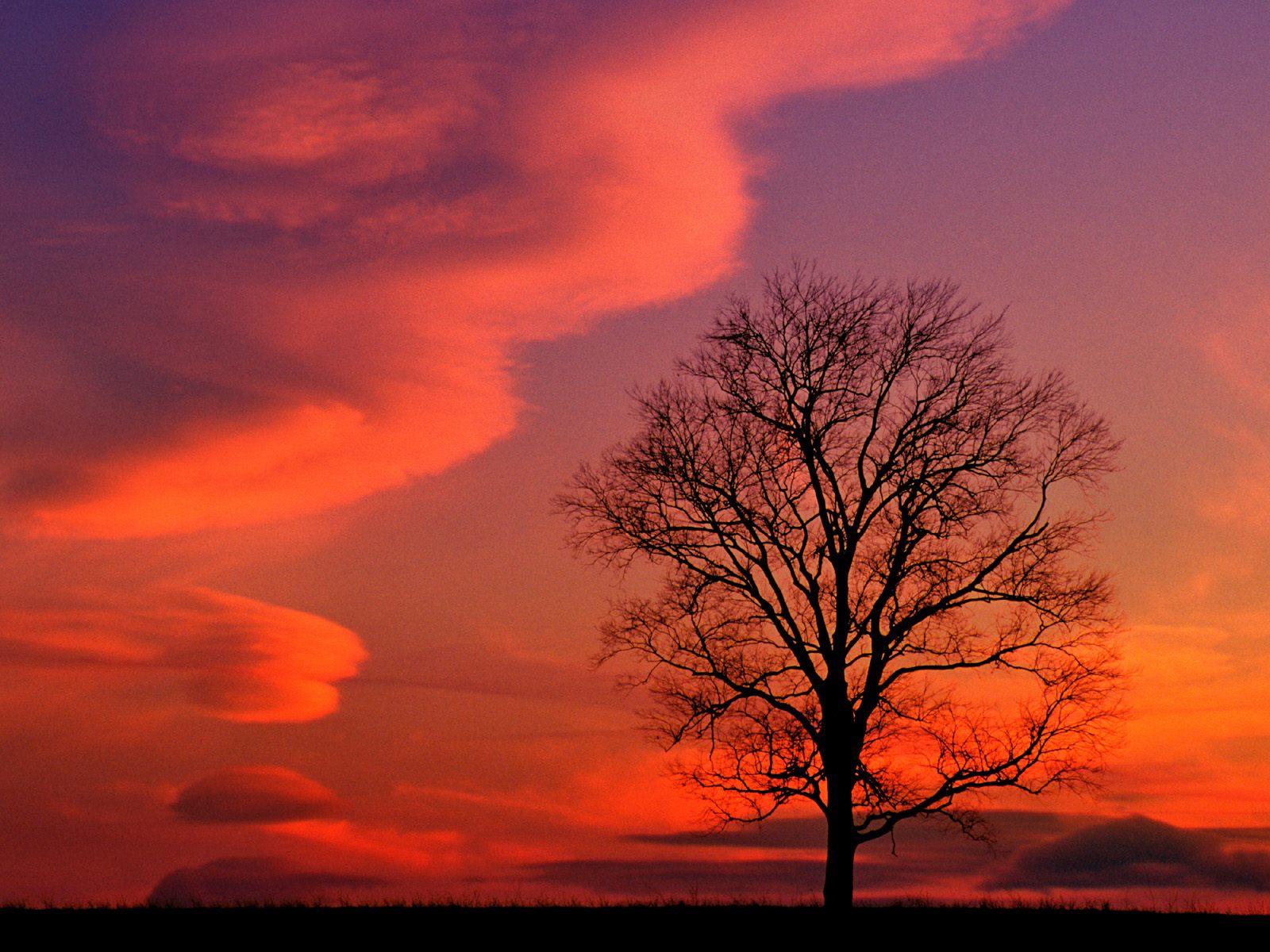 Crimson Nature Wallpapers - Top Free Crimson Nature Backgrounds ...