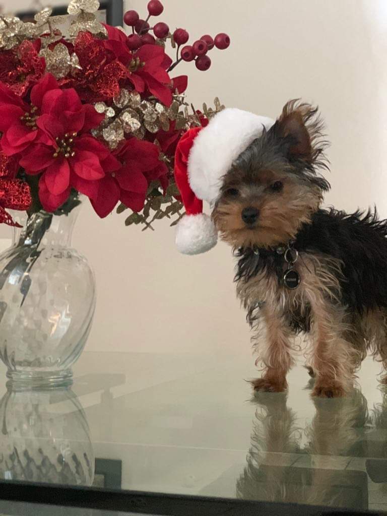 Christmas Yorkie Wallpapers - Top Free Christmas Yorkie Backgrounds ...