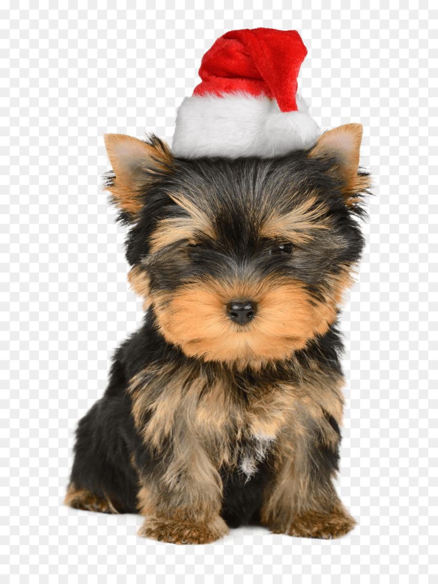 Christmas Yorkie Wallpapers - Top Free Christmas Yorkie Backgrounds ...