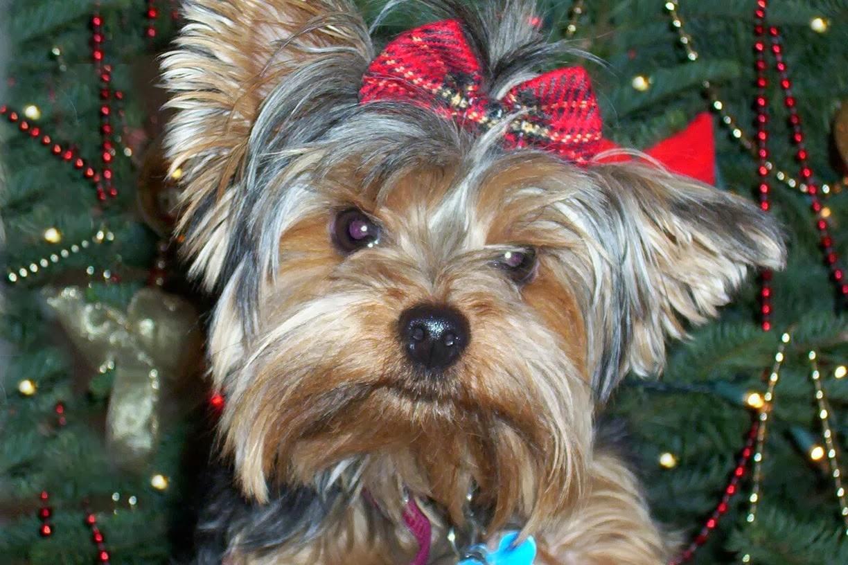 Christmas Yorkie Wallpapers - Top Free Christmas Yorkie Backgrounds ...