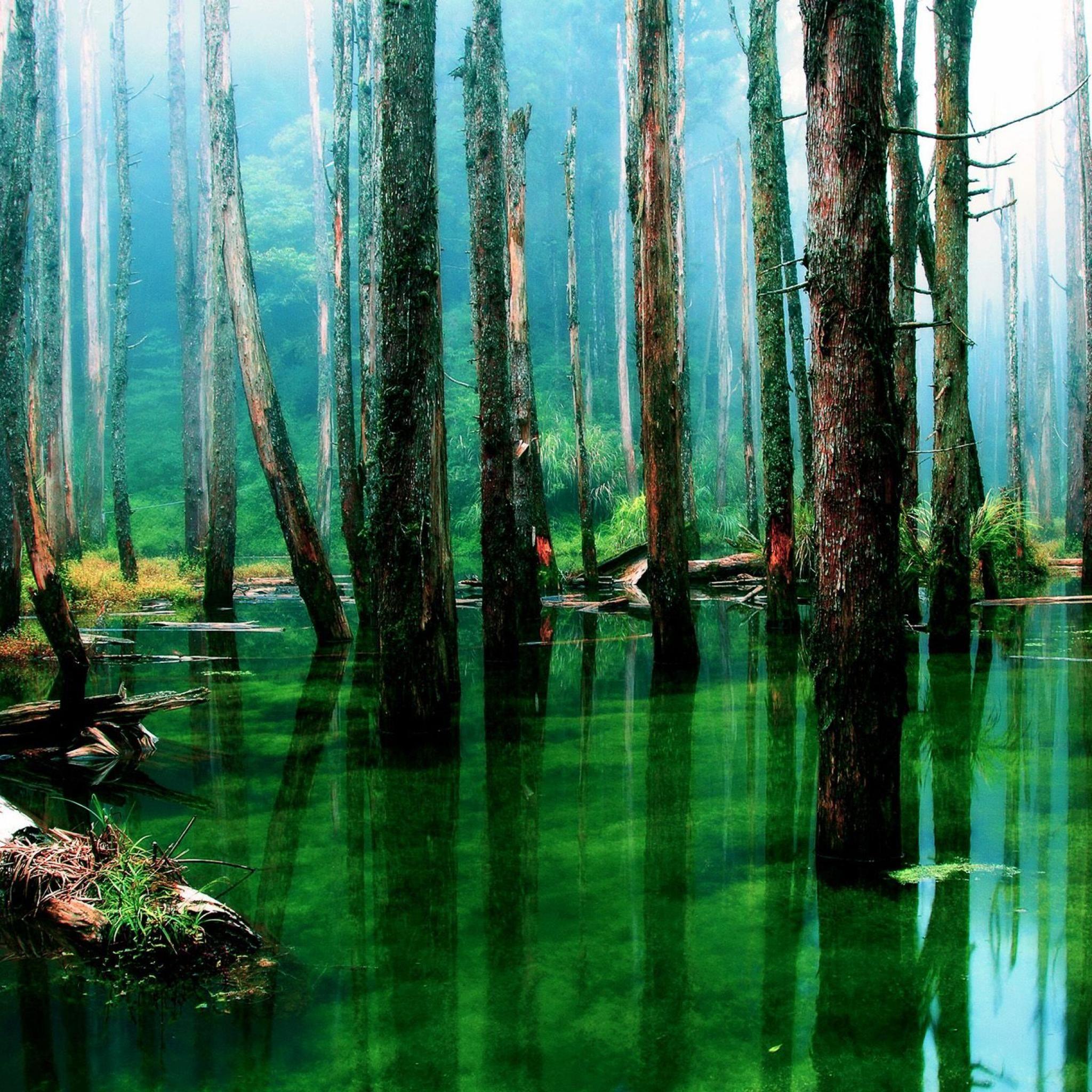 Brazil Rainforest Wallpapers - Top Free Brazil Rainforest Backgrounds ...