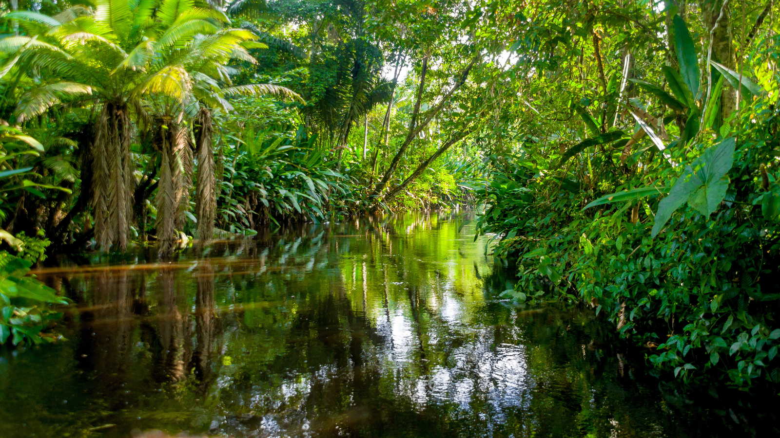 Brazil Rainforest Wallpapers - Top Free Brazil Rainforest Backgrounds ...