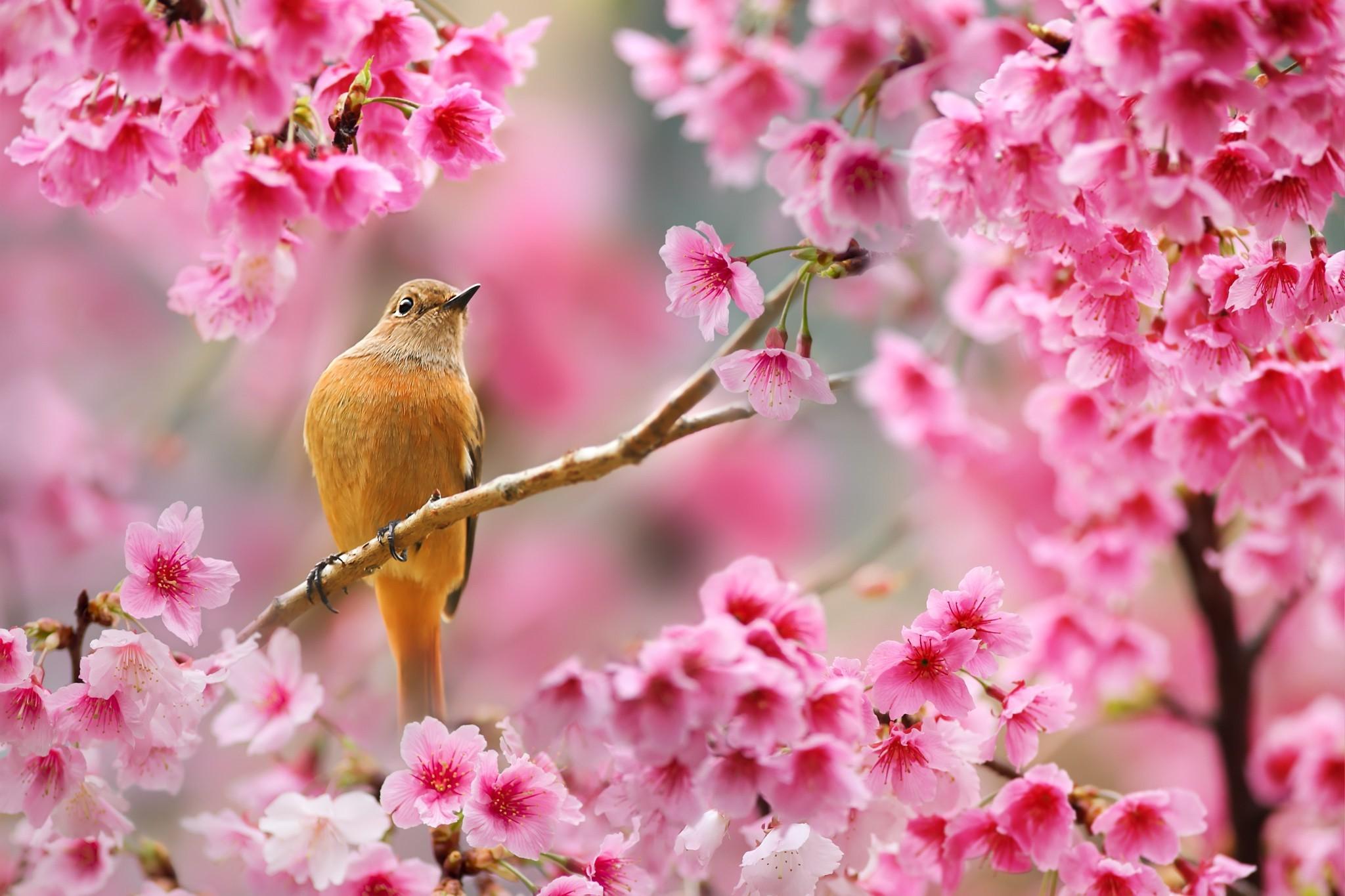 Birds Flowers Nature Wallpapers - Top Free Birds Flowers Nature ...