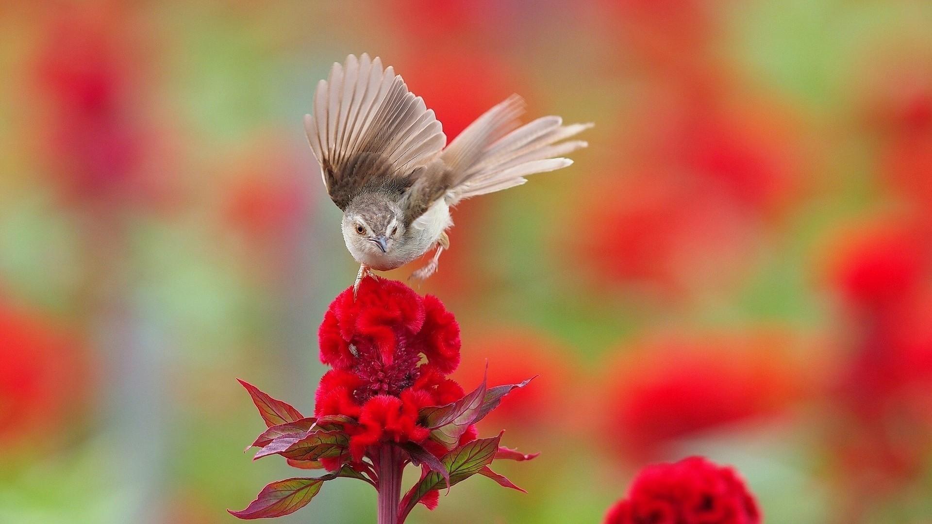 Birds Flowers Nature Wallpapers - Top Free Birds Flowers Nature ...