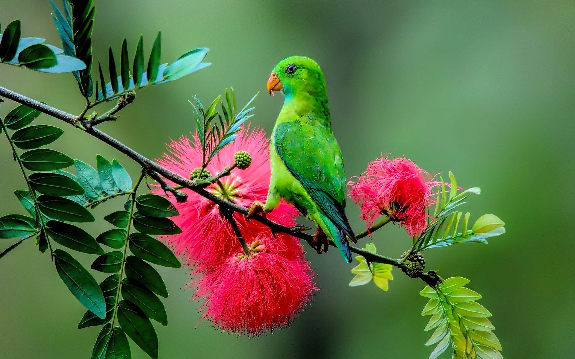 Birds Flowers Nature Wallpapers - Top Free Birds Flowers Nature ...