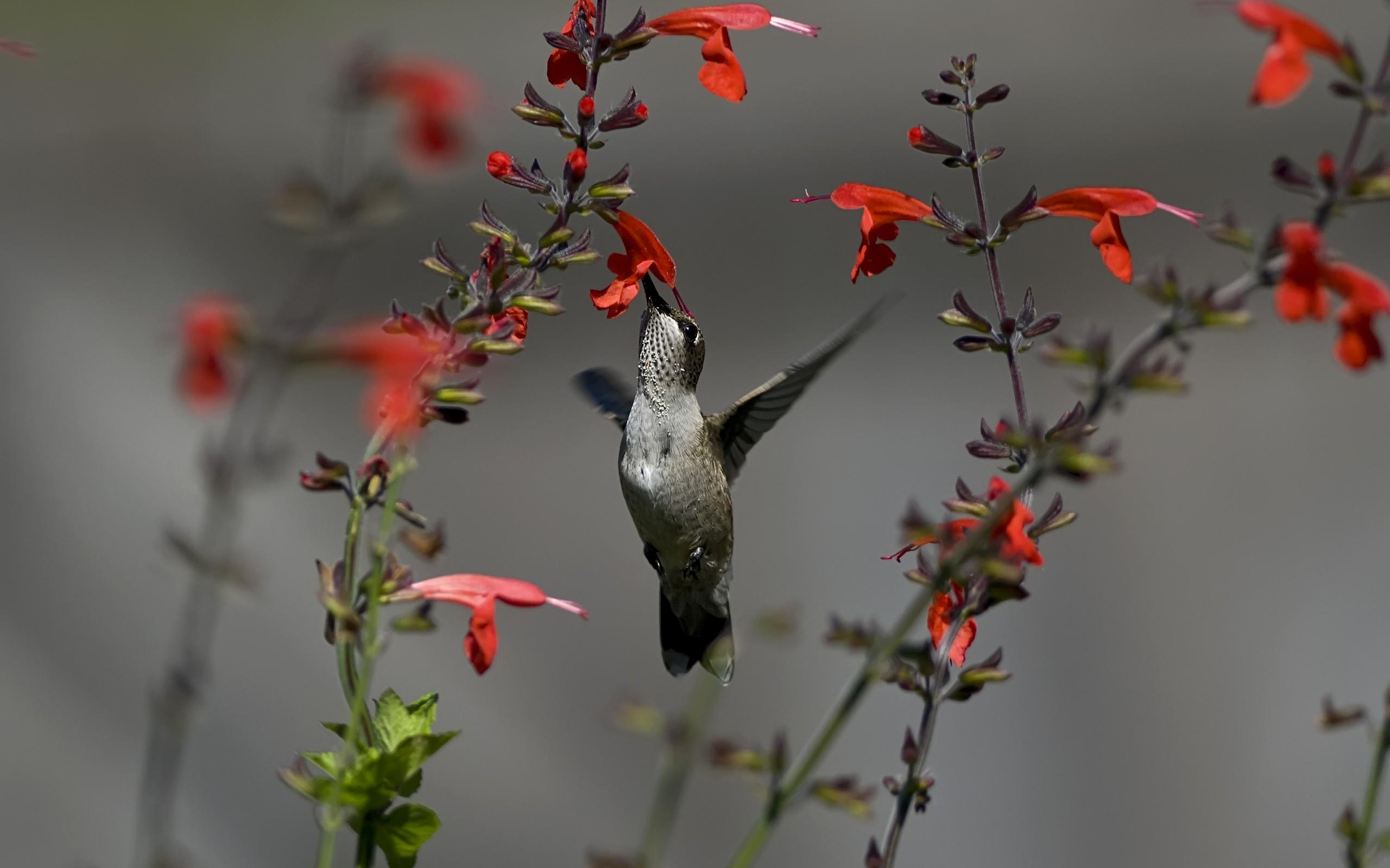 Hummingbirds and Flowers Wallpapers - Top Free Hummingbirds and Flowers ...