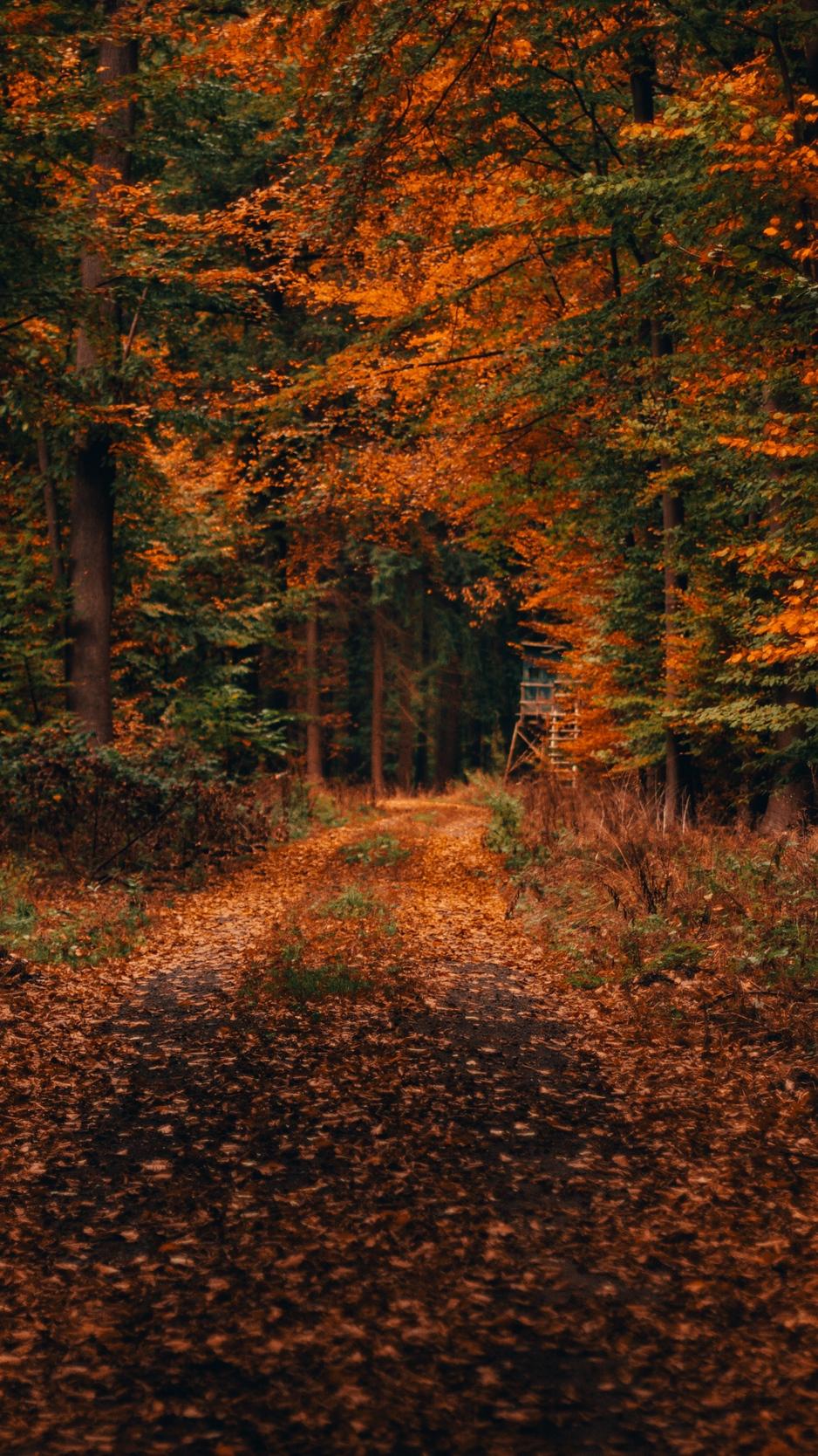 Autumn Forest Path Wallpapers - Top Free Autumn Forest Path Backgrounds ...
