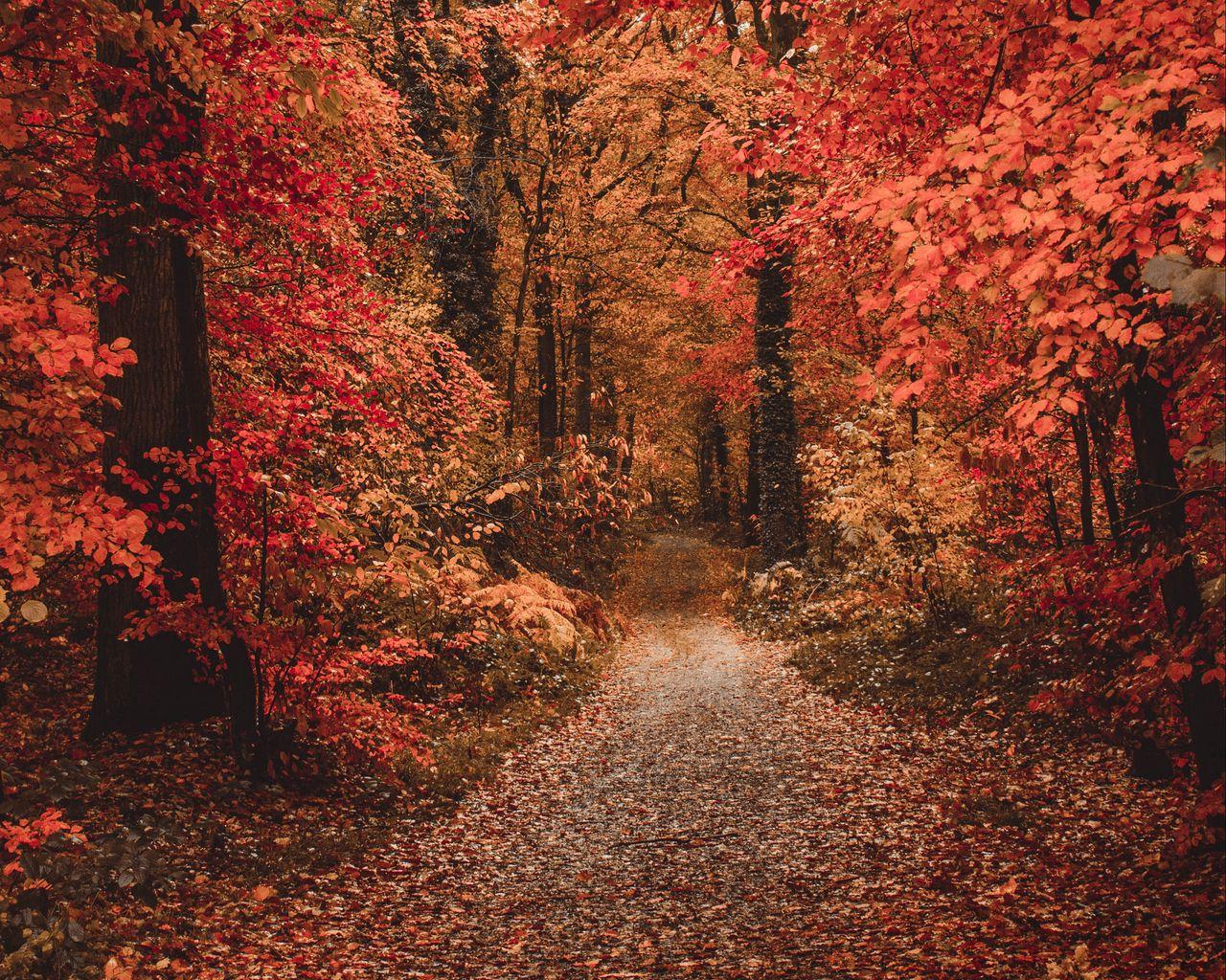 Autumn Forest Path Wallpapers - Top Free Autumn Forest Path Backgrounds ...