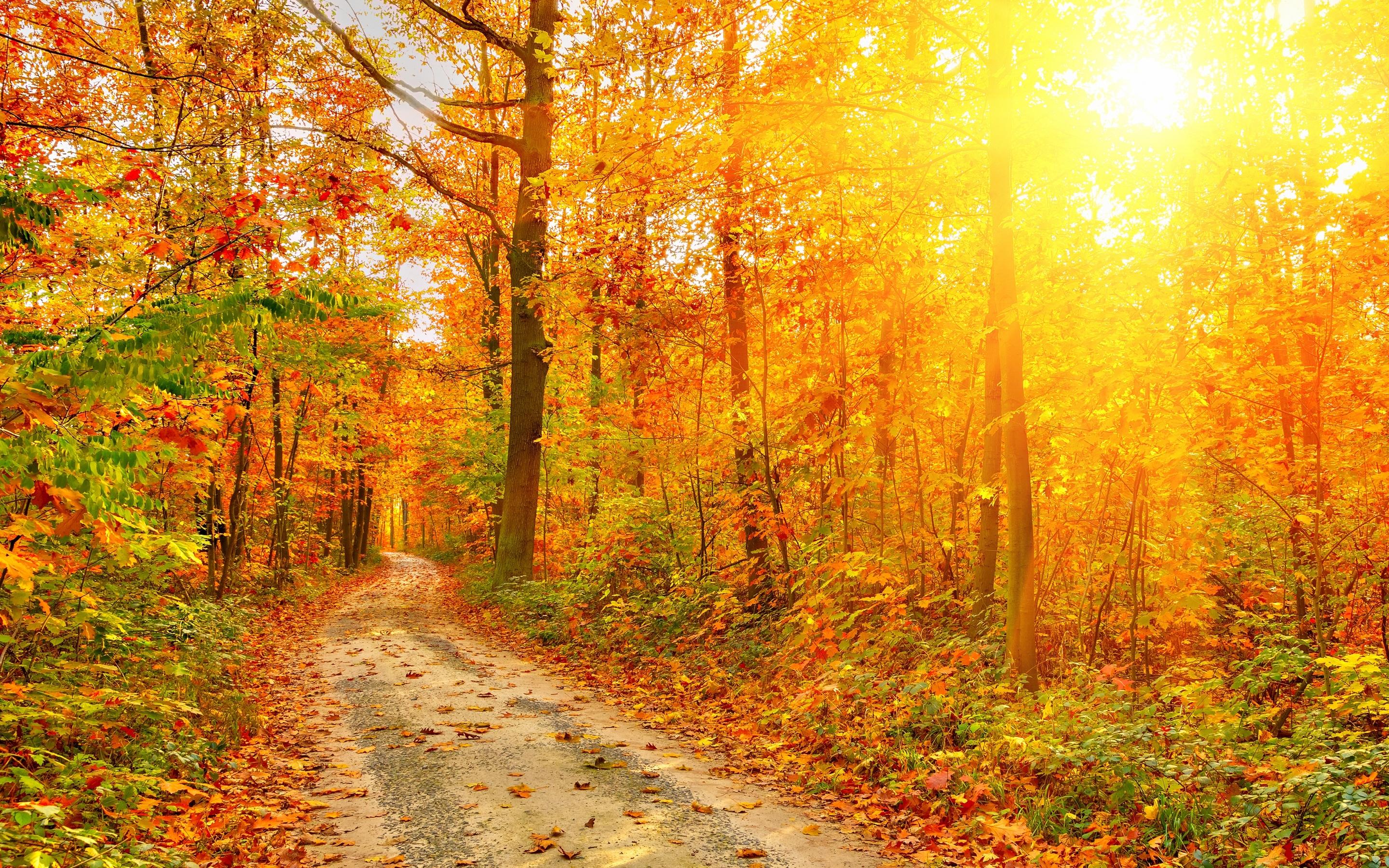 Autumn Forest Path Wallpapers - Top Free Autumn Forest Path Backgrounds ...